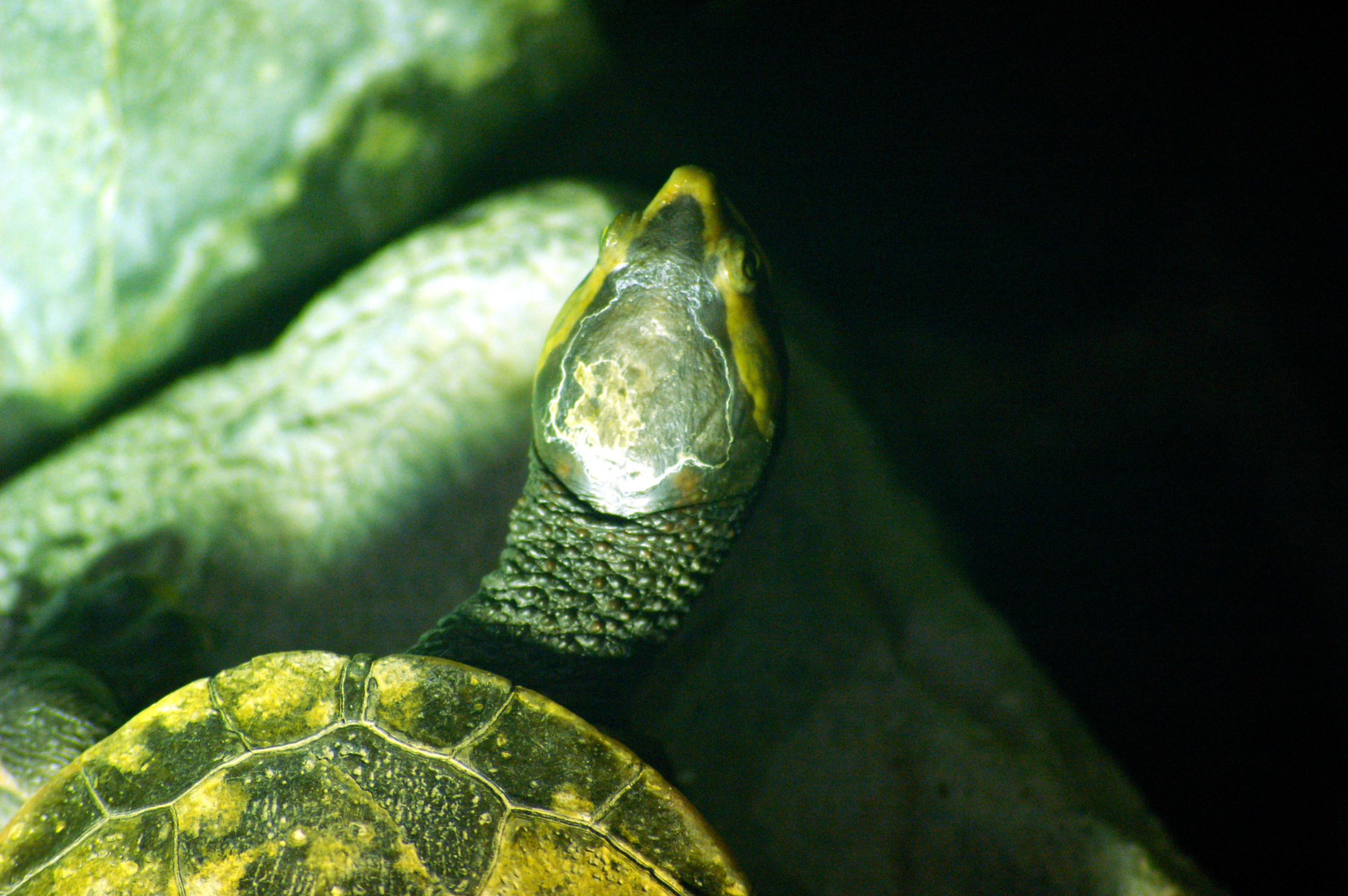A turtle's head emerges from the depths, showcasing intricate shell patterns and a contemplative expression. The surrounding dark water adds a sense of mystery.