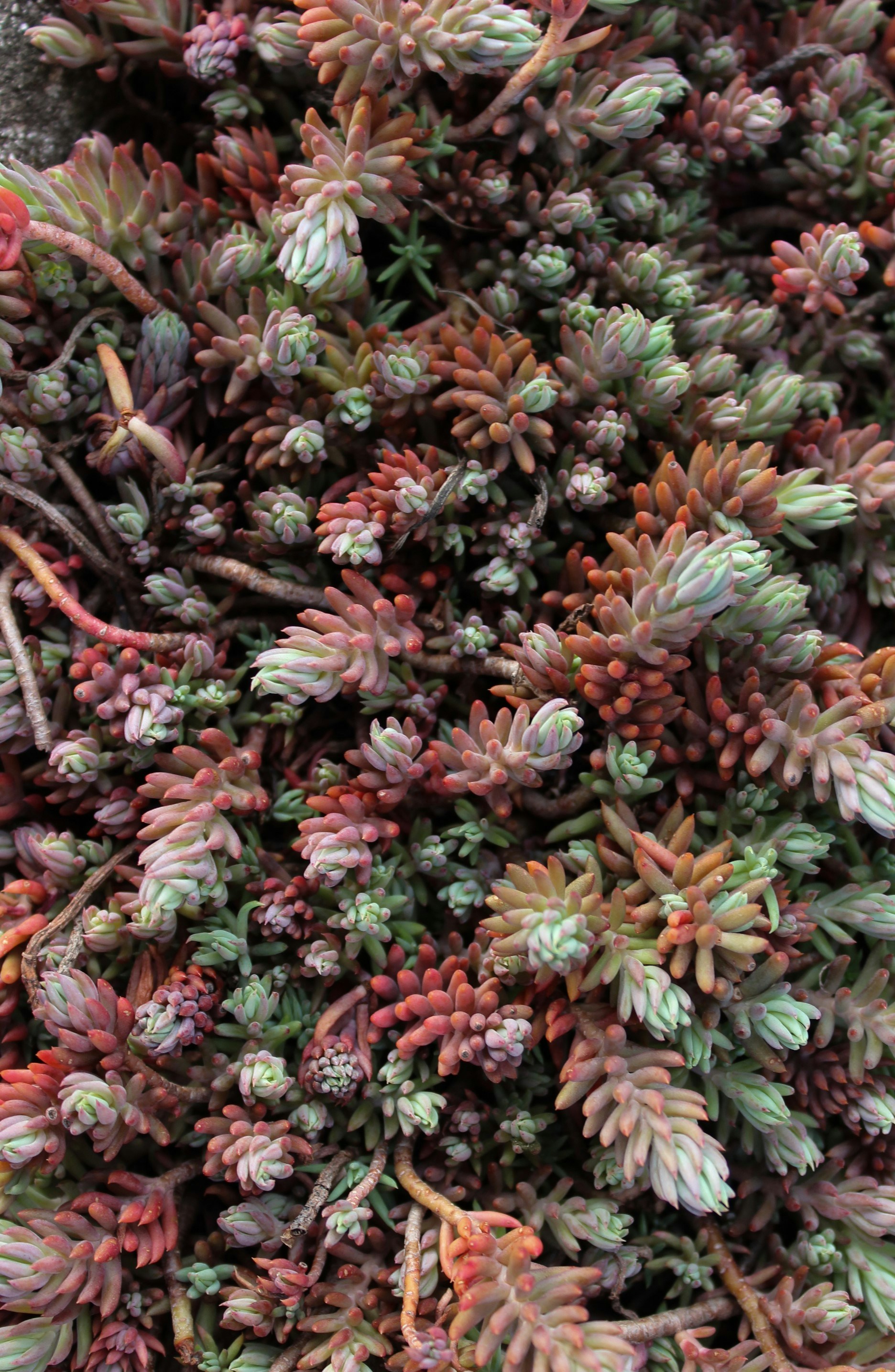 Crimson and Mint Succulent Tapestry