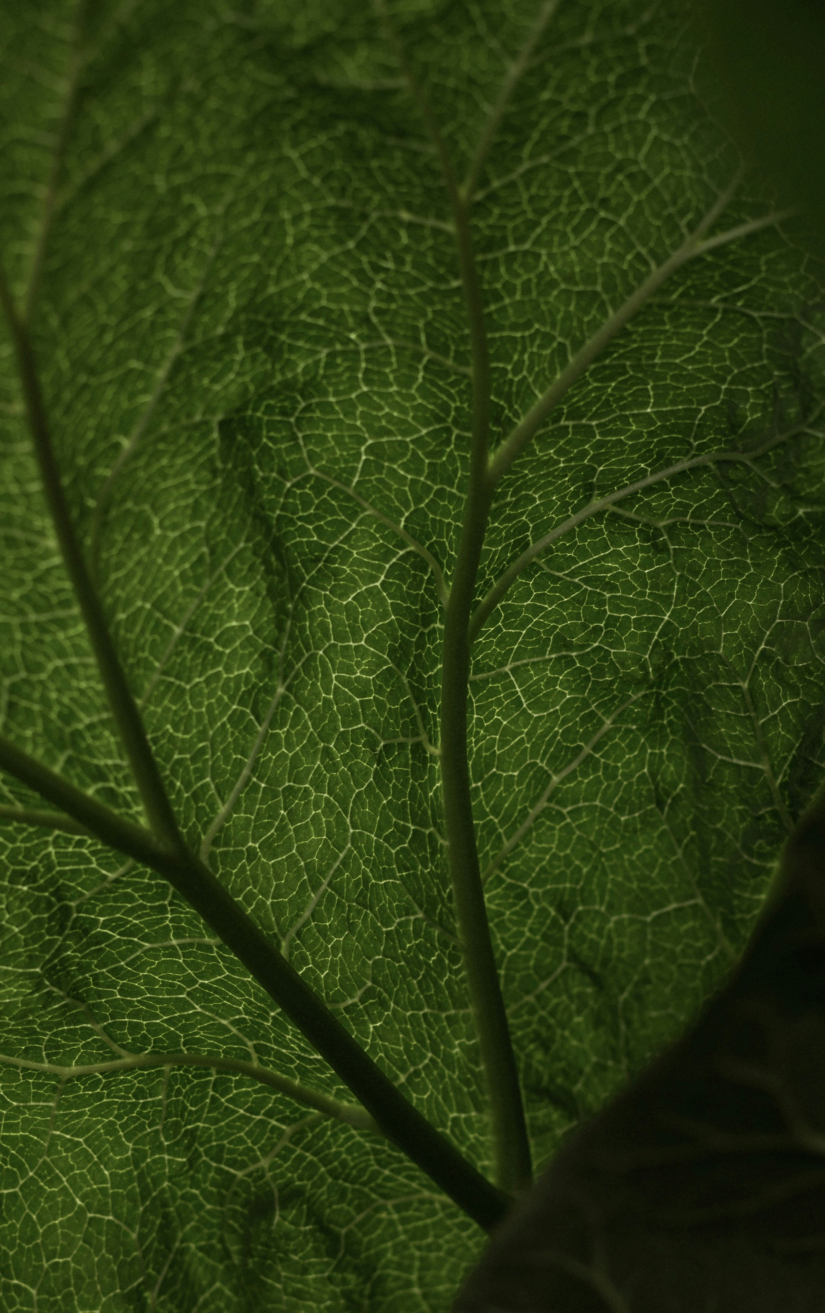 Veinwork in Green: A Macro Portrait of Leaf Venation