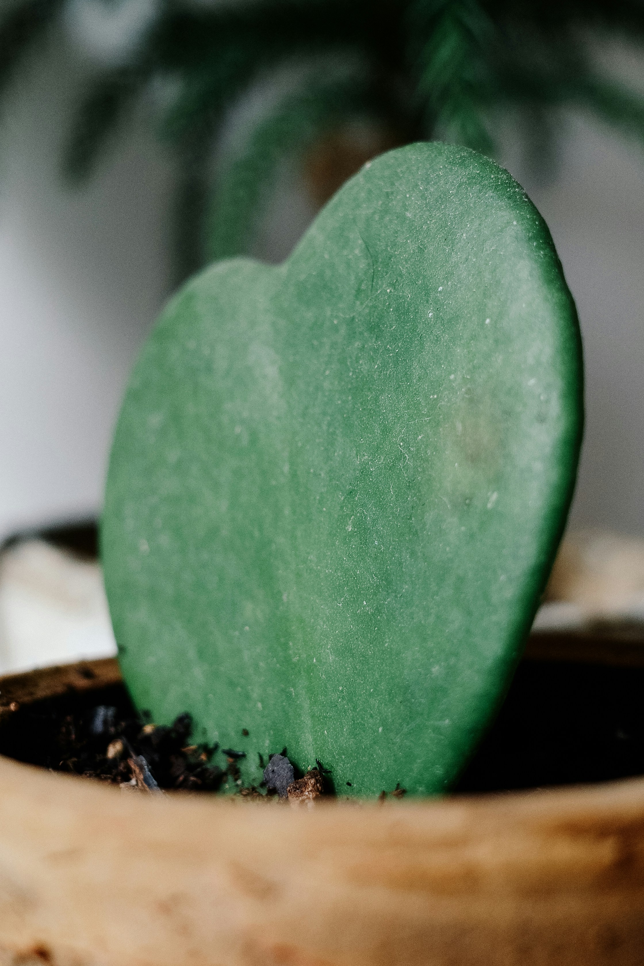 Verdant Heart: A succulent leaf portrait in potting soil