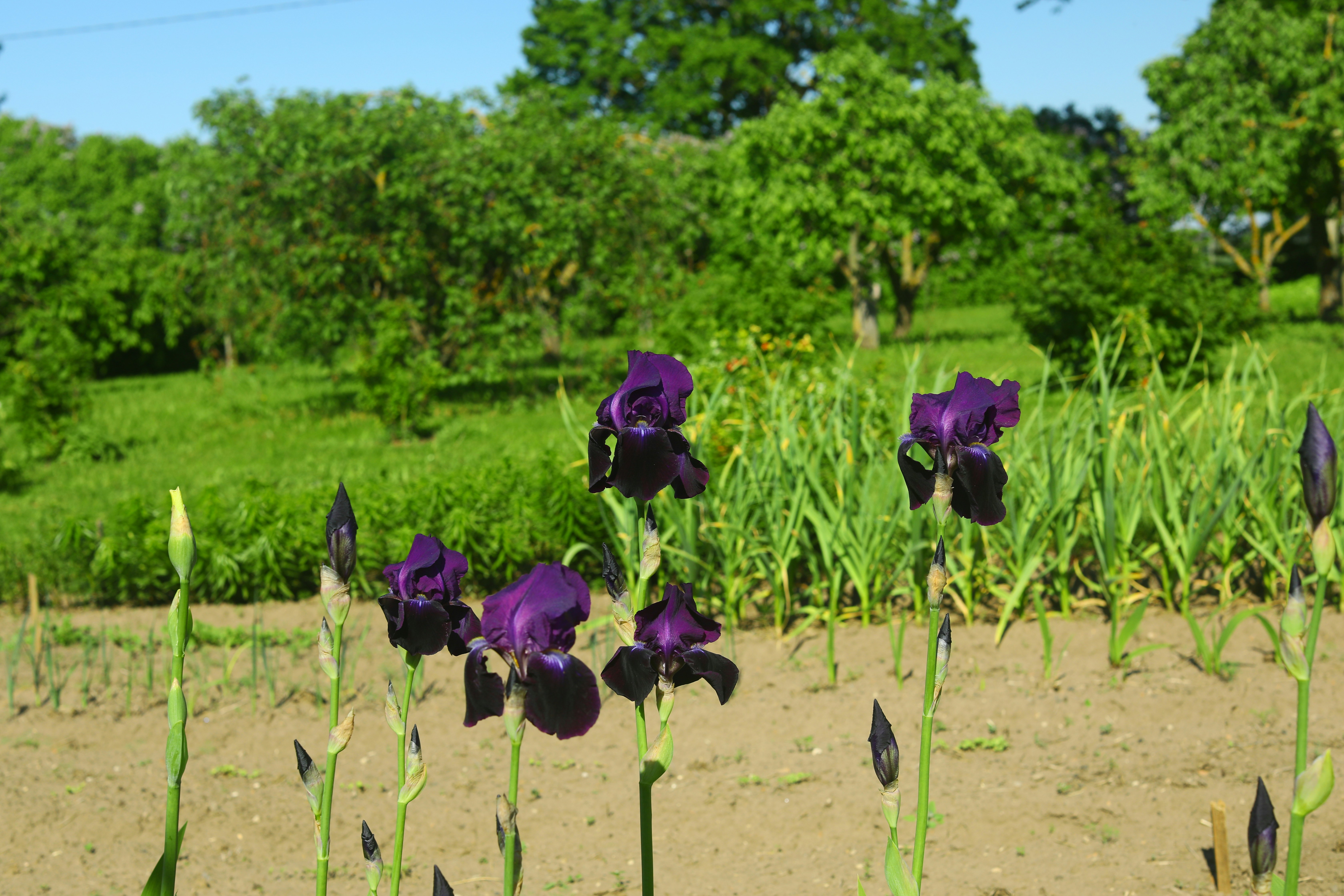 Bearded Irises Stand Guard Over a Sunlit Garden Border