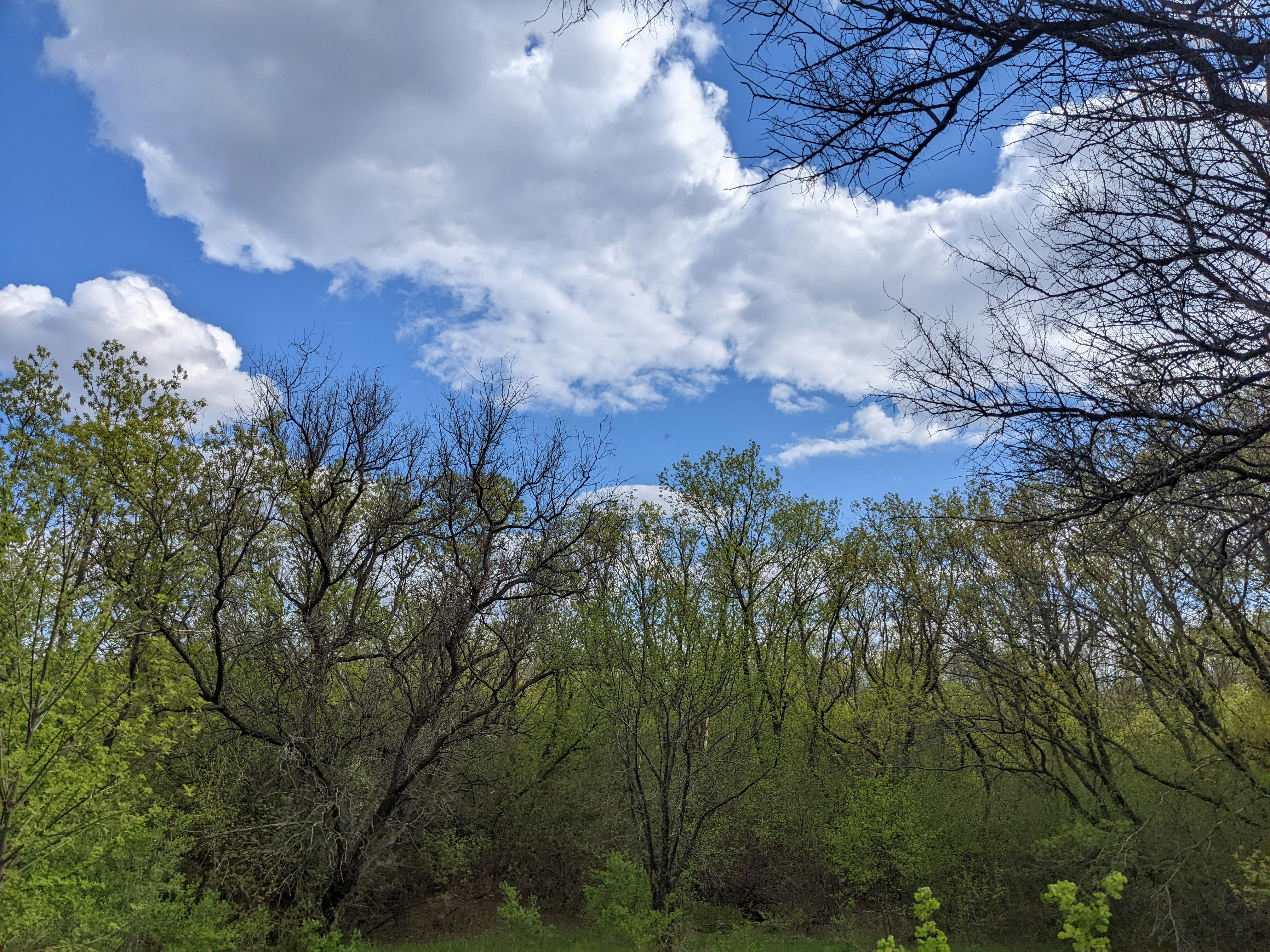 Lush green trees stretch towards a bright blue sky dotted with fluffy white clouds, capturing the essence of a serene spring day.