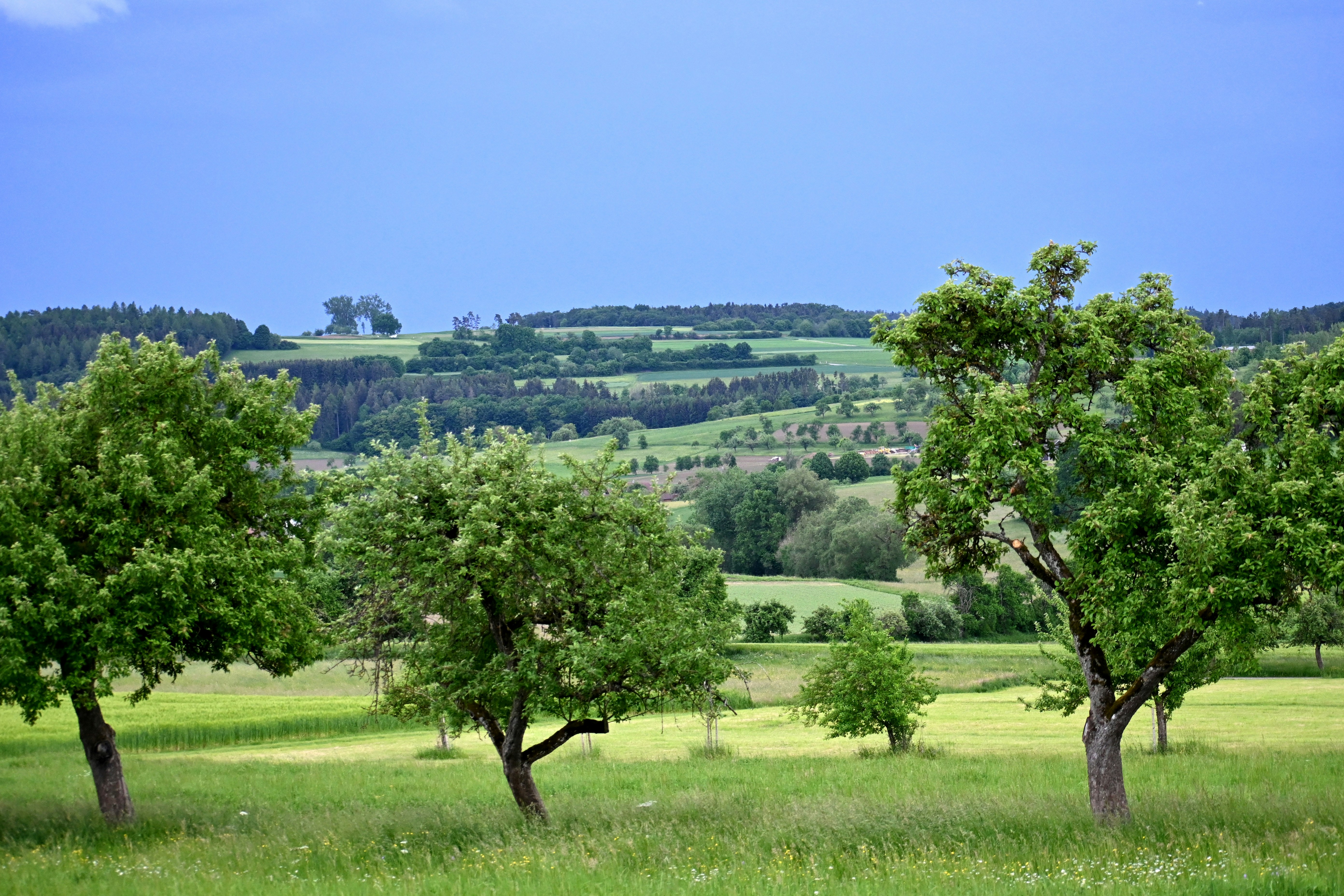 Lush green trees stand prominently in the foreground against a backdrop of rolling hills and a moody sky.