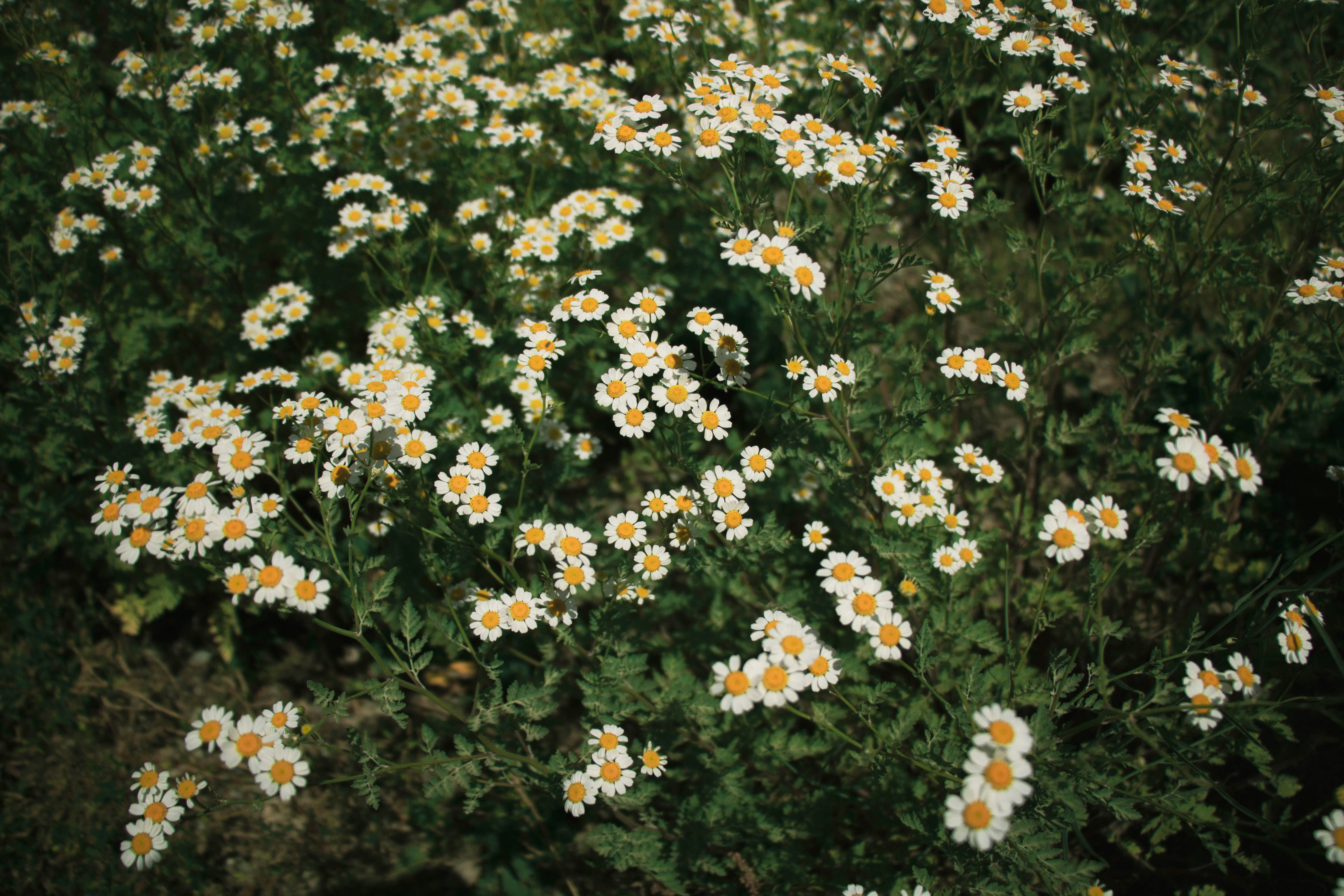 Meadow of White-Centered Daisies Under a Quiet Sky