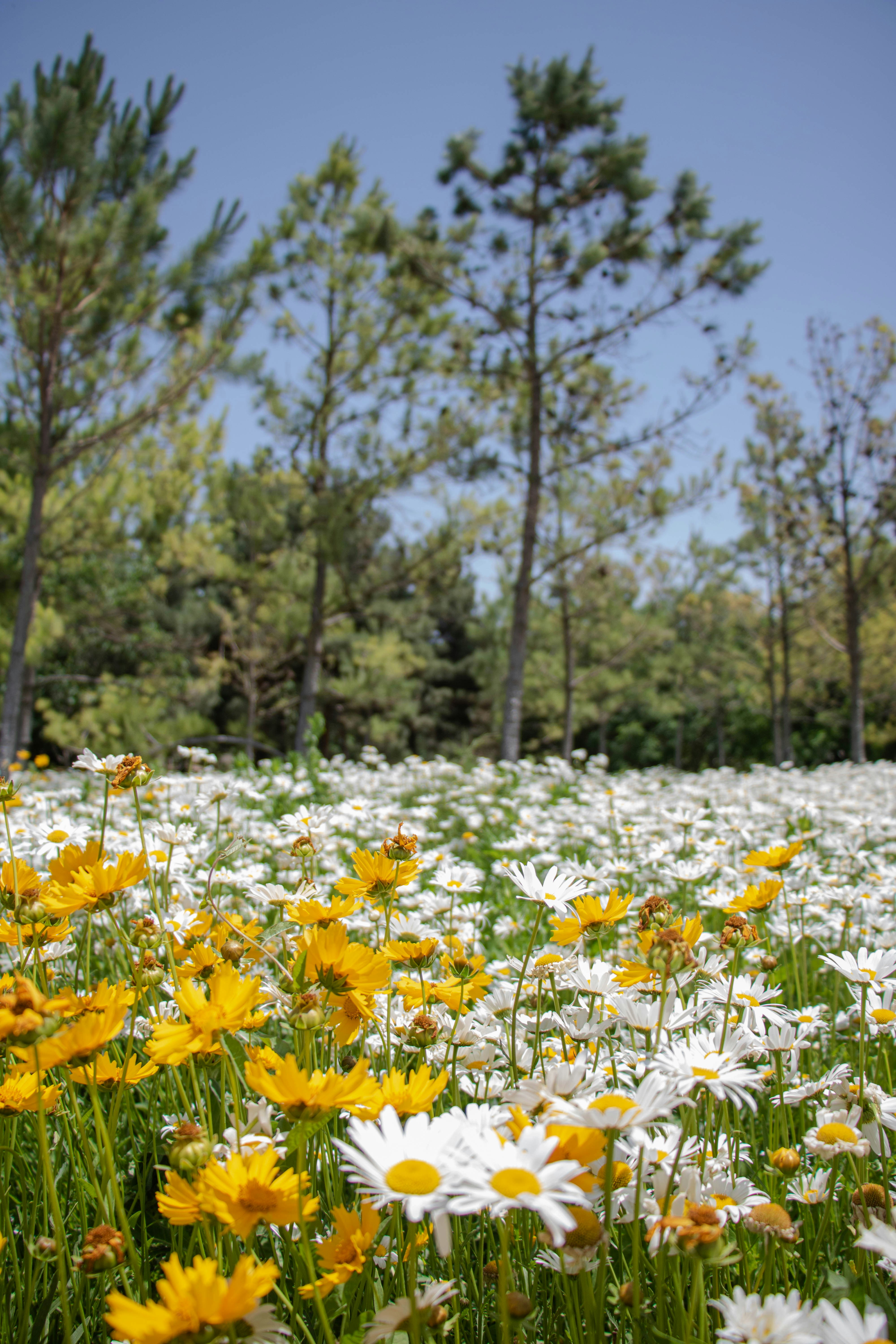 Daisy Crest at the Edge of the Pines