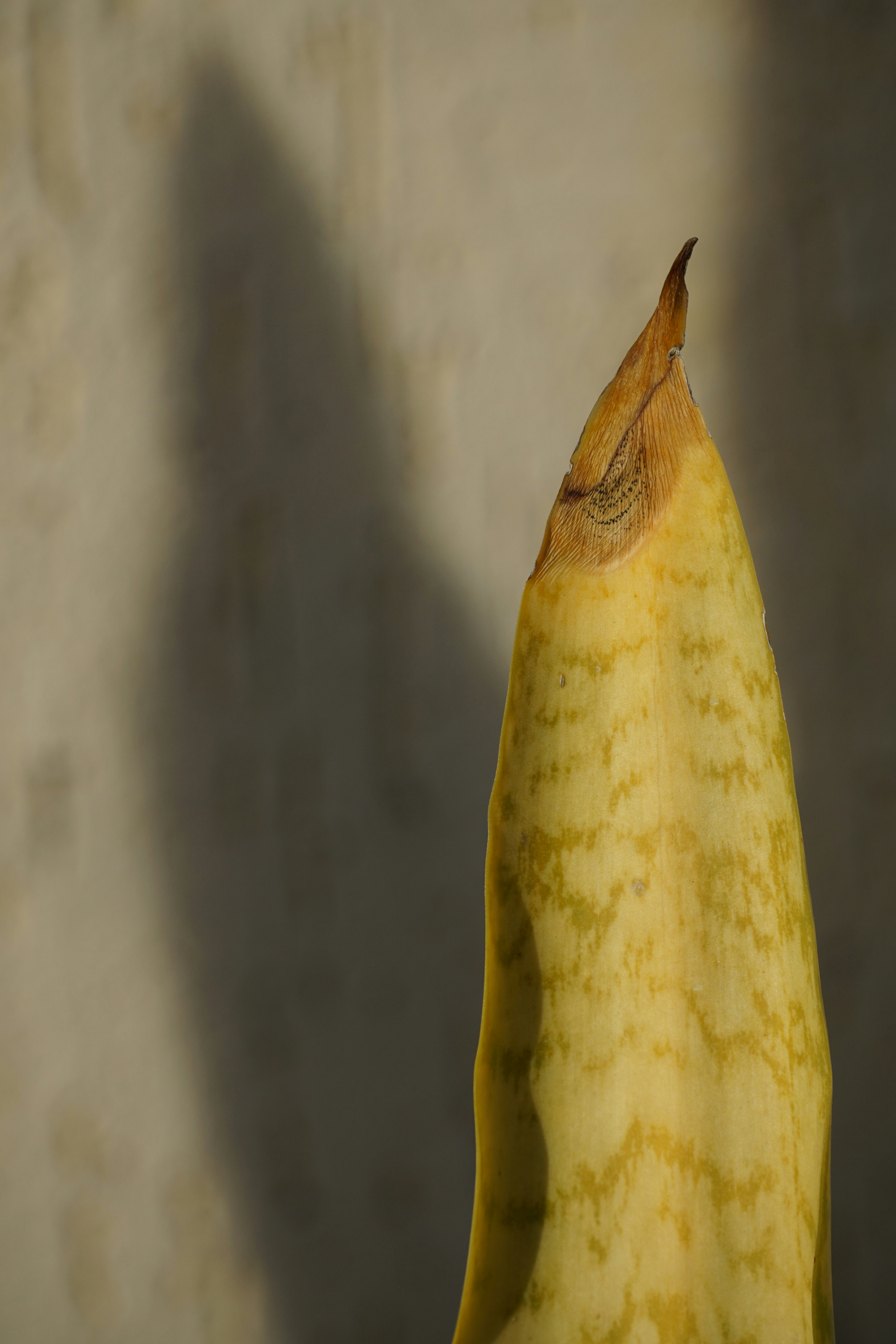 A close up of a banana with a shadow on the wall photo – Free Plant ...