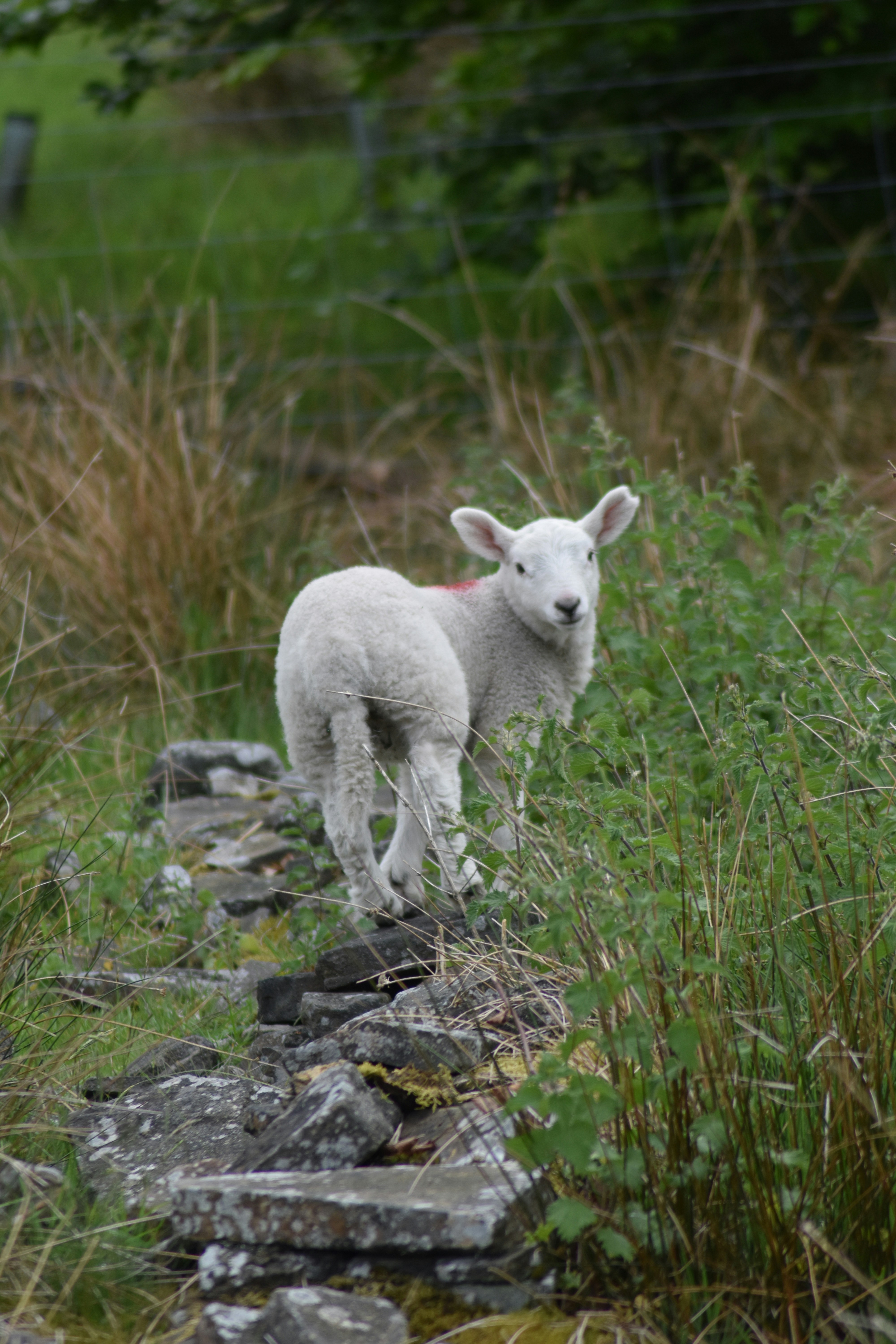 A lamb standing on a rock wall in a field photo – Free Grass Image on ...