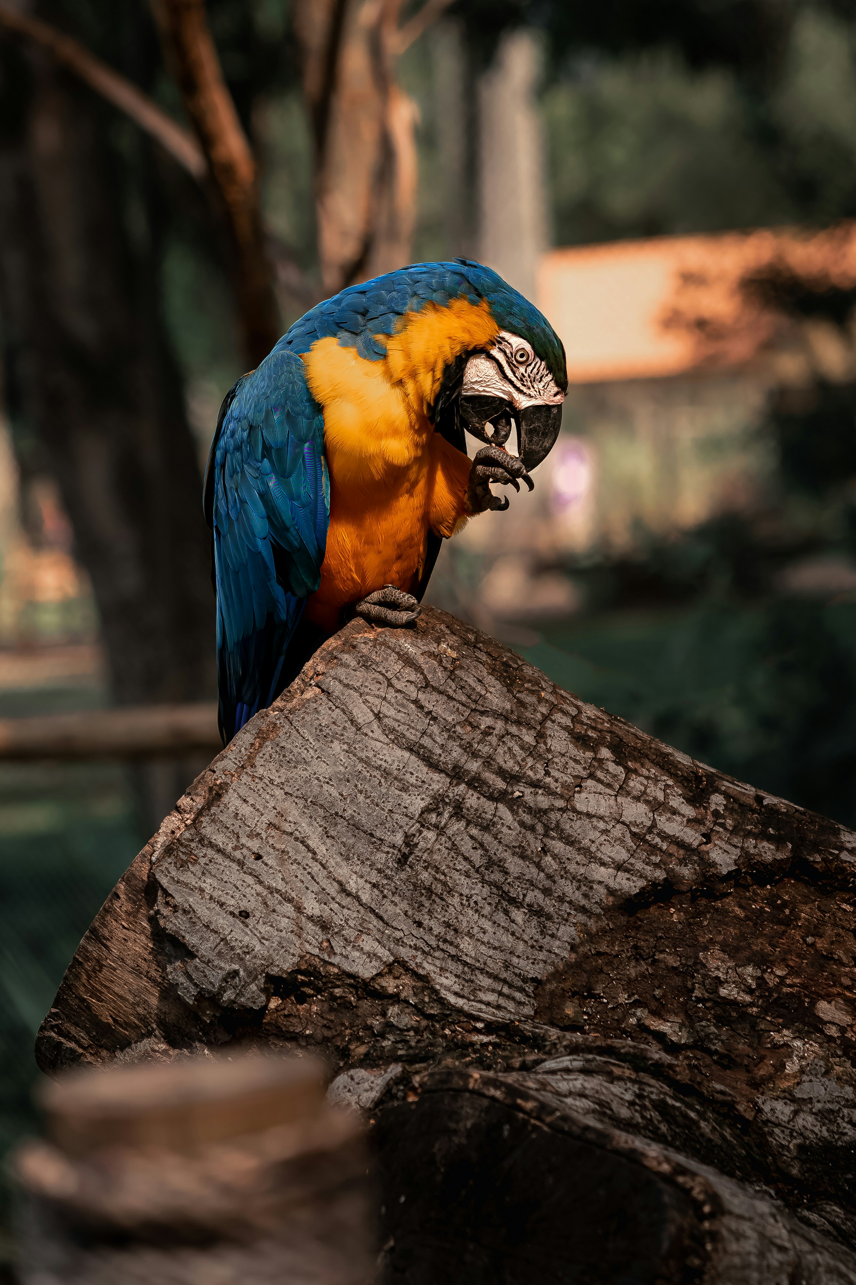 Chromatic Sentinel: Blue-and-Yellow Macaw Perched on a Weathered Log