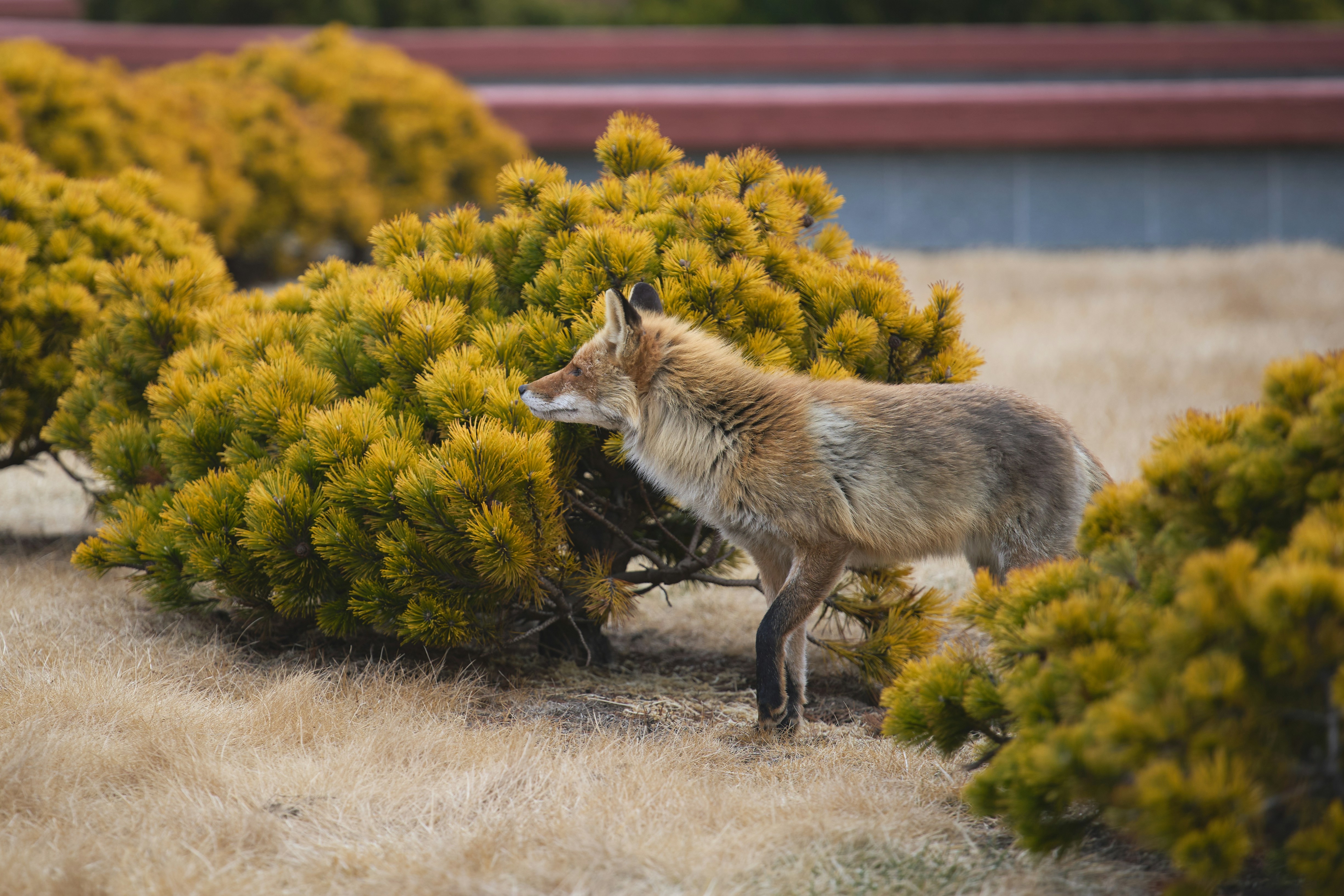 A lone fox standing in a field of grass photo – Free Russia Image on ...