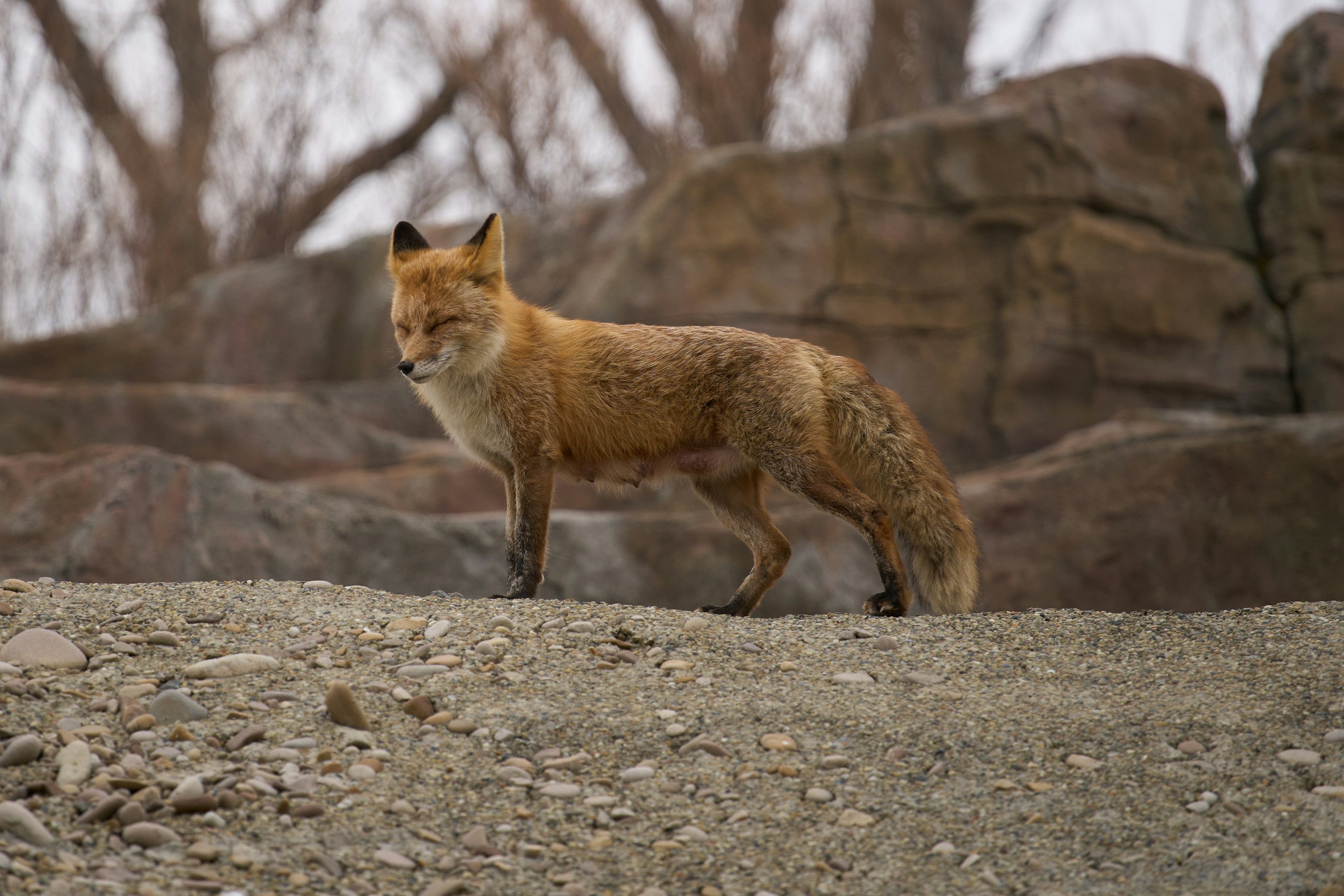 A red fox standing on top of a rocky hillside photo – Free Russky ...