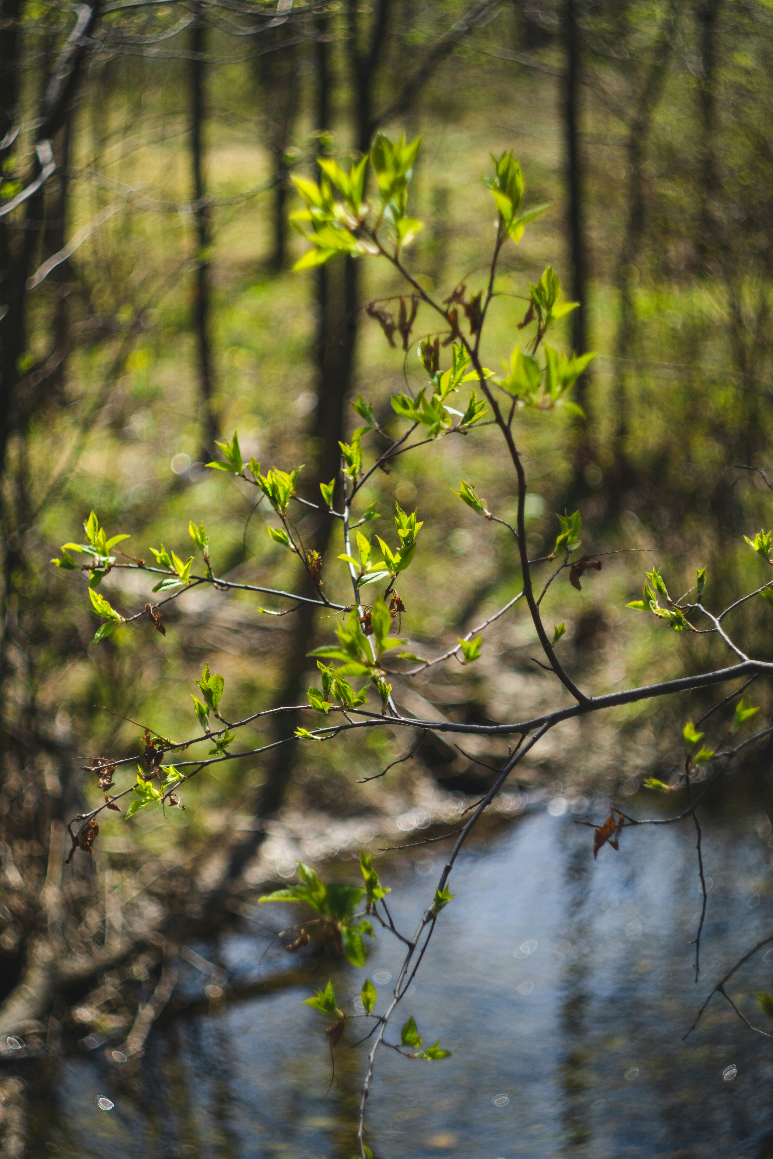 Emerald Outgrowths on a Quiet Woodland Branch by a Reflective Pool