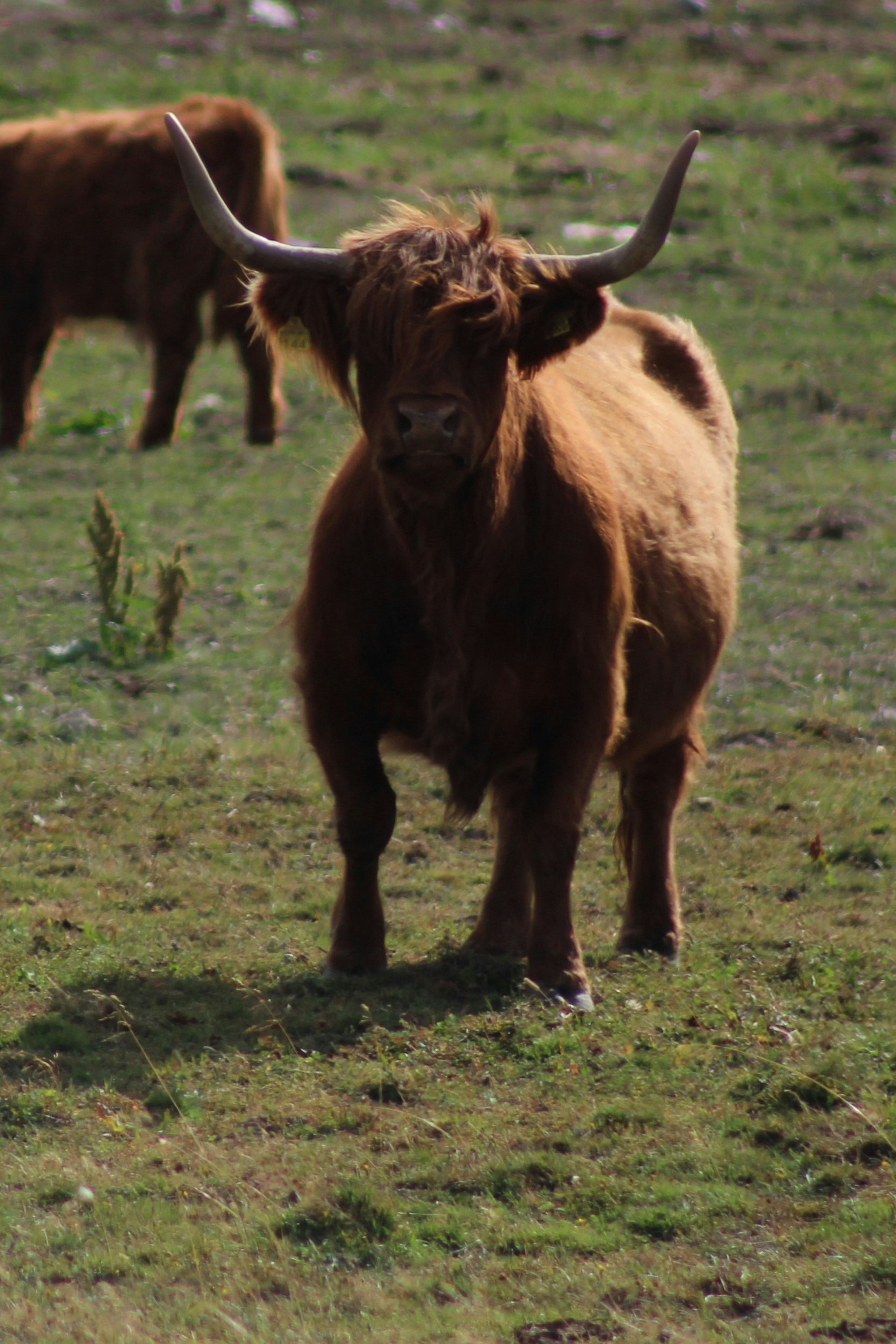 A Highland cow stands prominently in a lush green pasture, showcasing its distinctive long horns and shaggy coat. The serene rural landscape enhances its rustic charm.