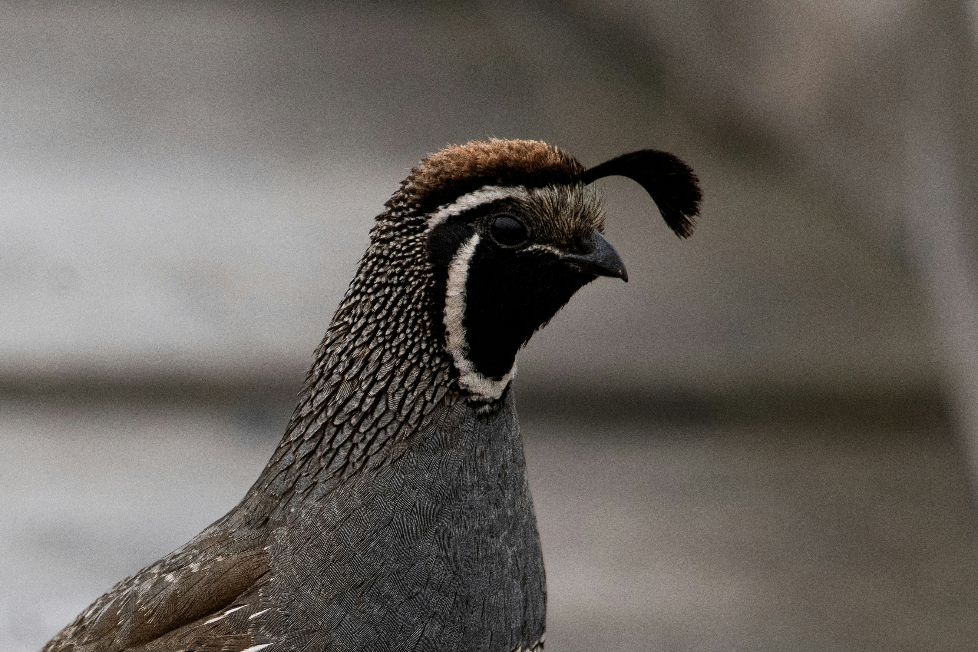 a close up of a bird with a blurry background
