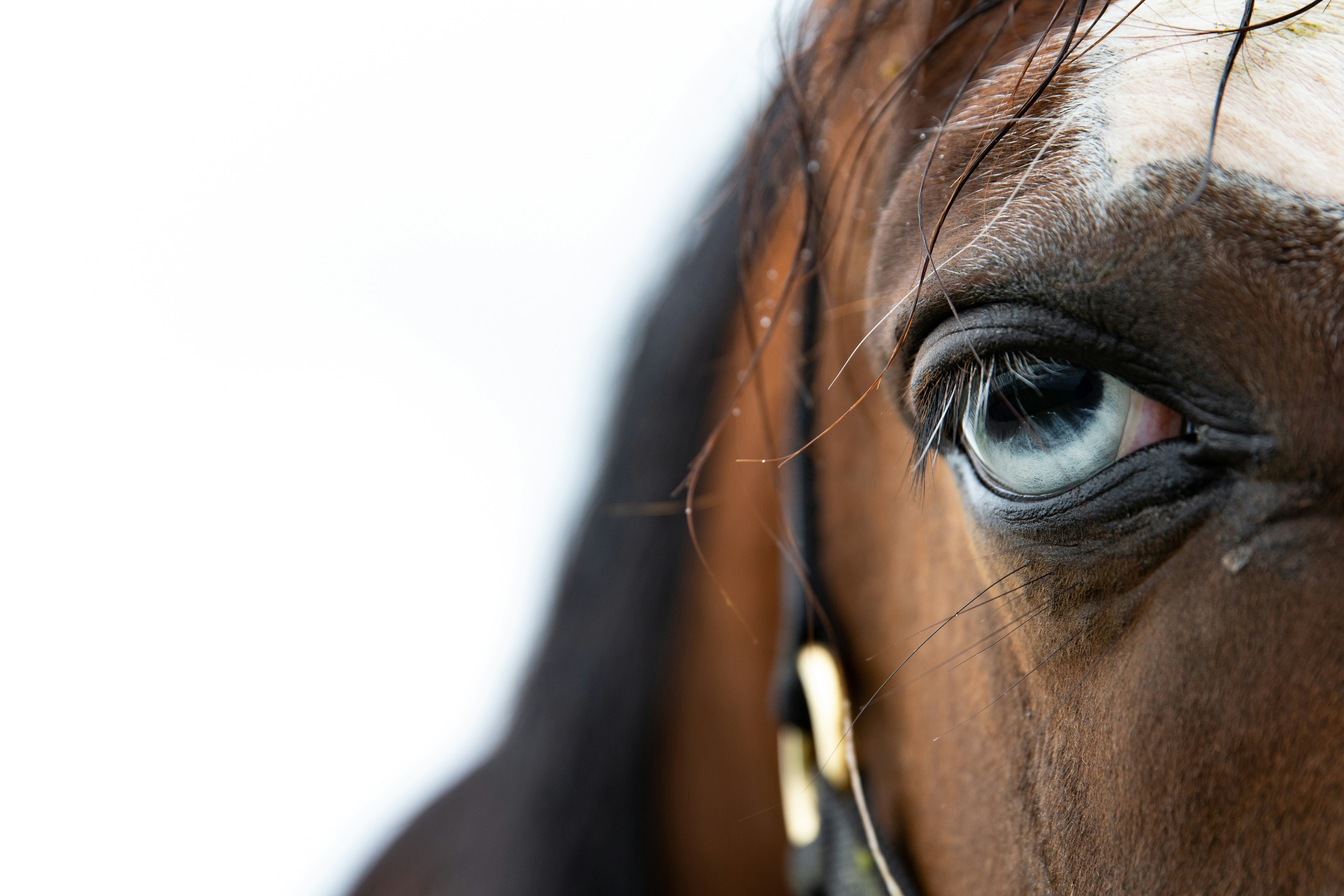 Glimmer in the Gaze: Close-Up of a Horse's Eye