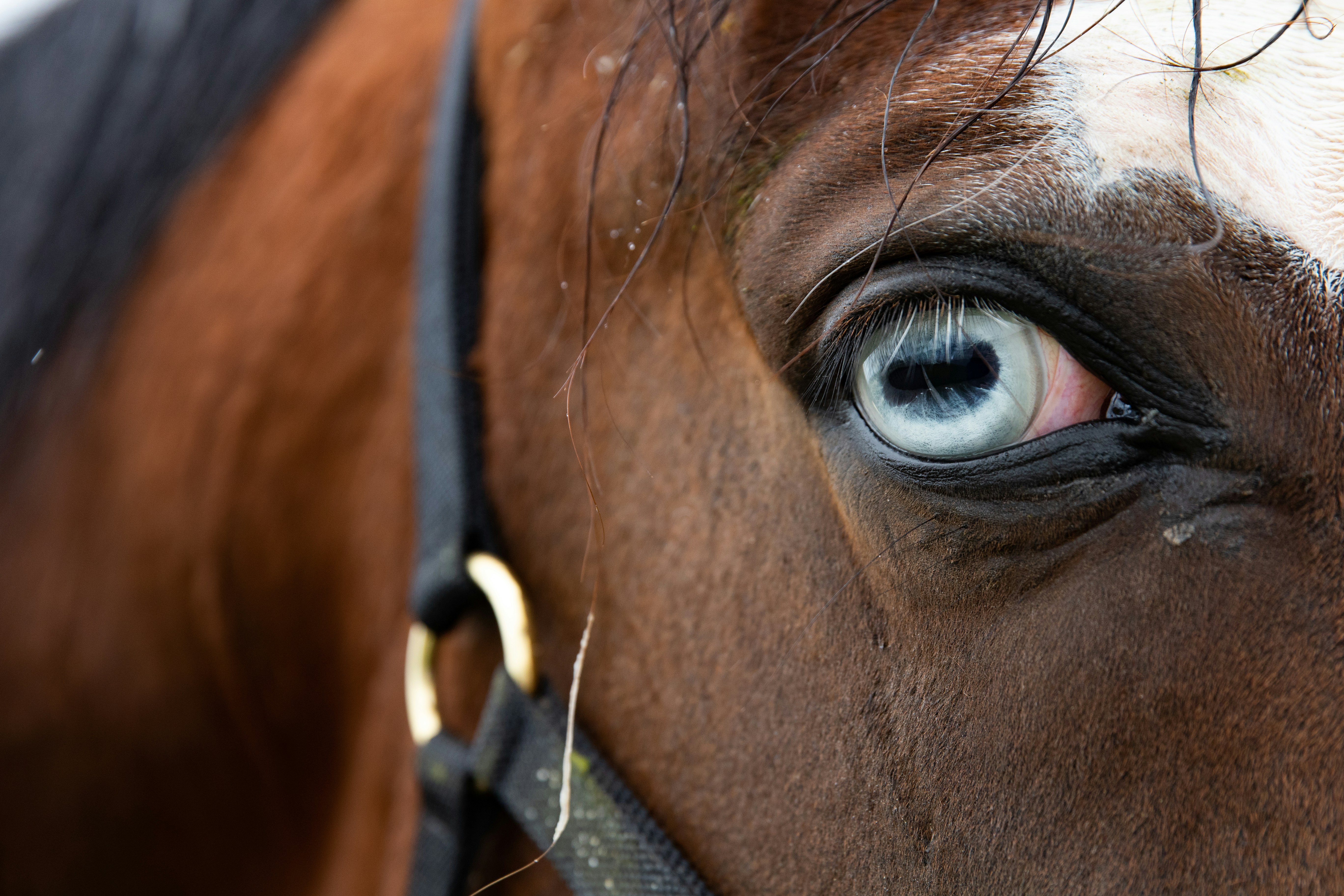 Un gros plan de l’œil d’un cheval avec une bride noire photo – Photo ...