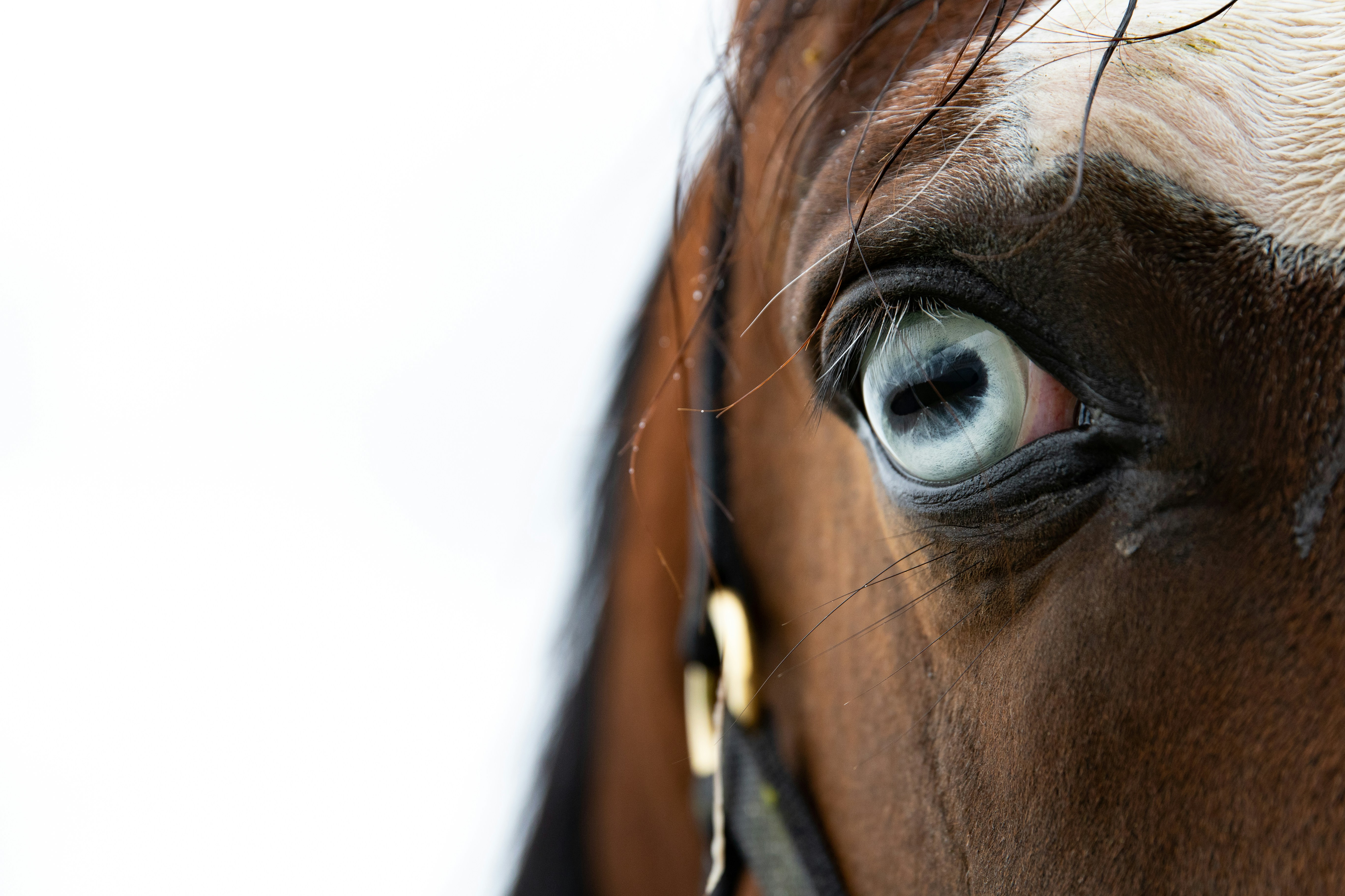 A close up of a brown horse's eye photo – Free Equistrian Image on Unsplash
