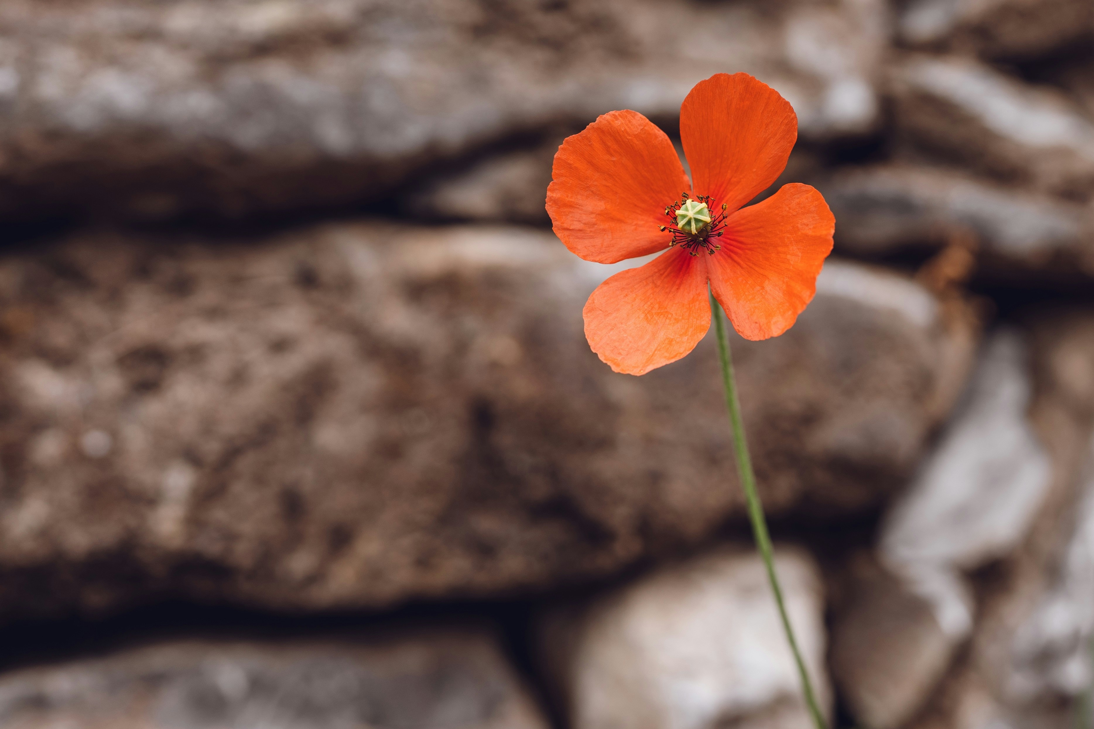 Solitary Orange Poppy Against Weathered Stone