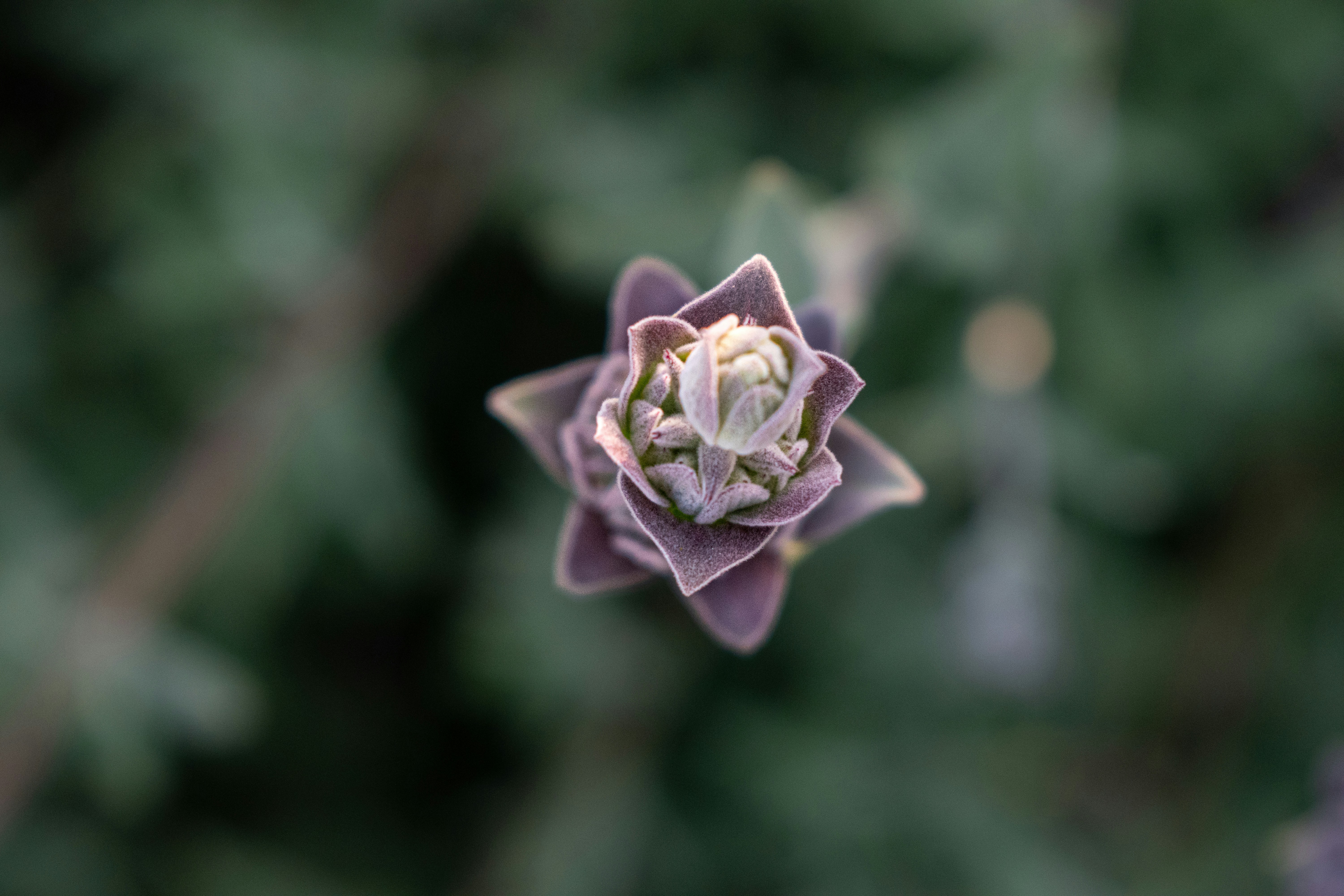 Close-up of a garden bud: velvet petals unfurling in soft focus