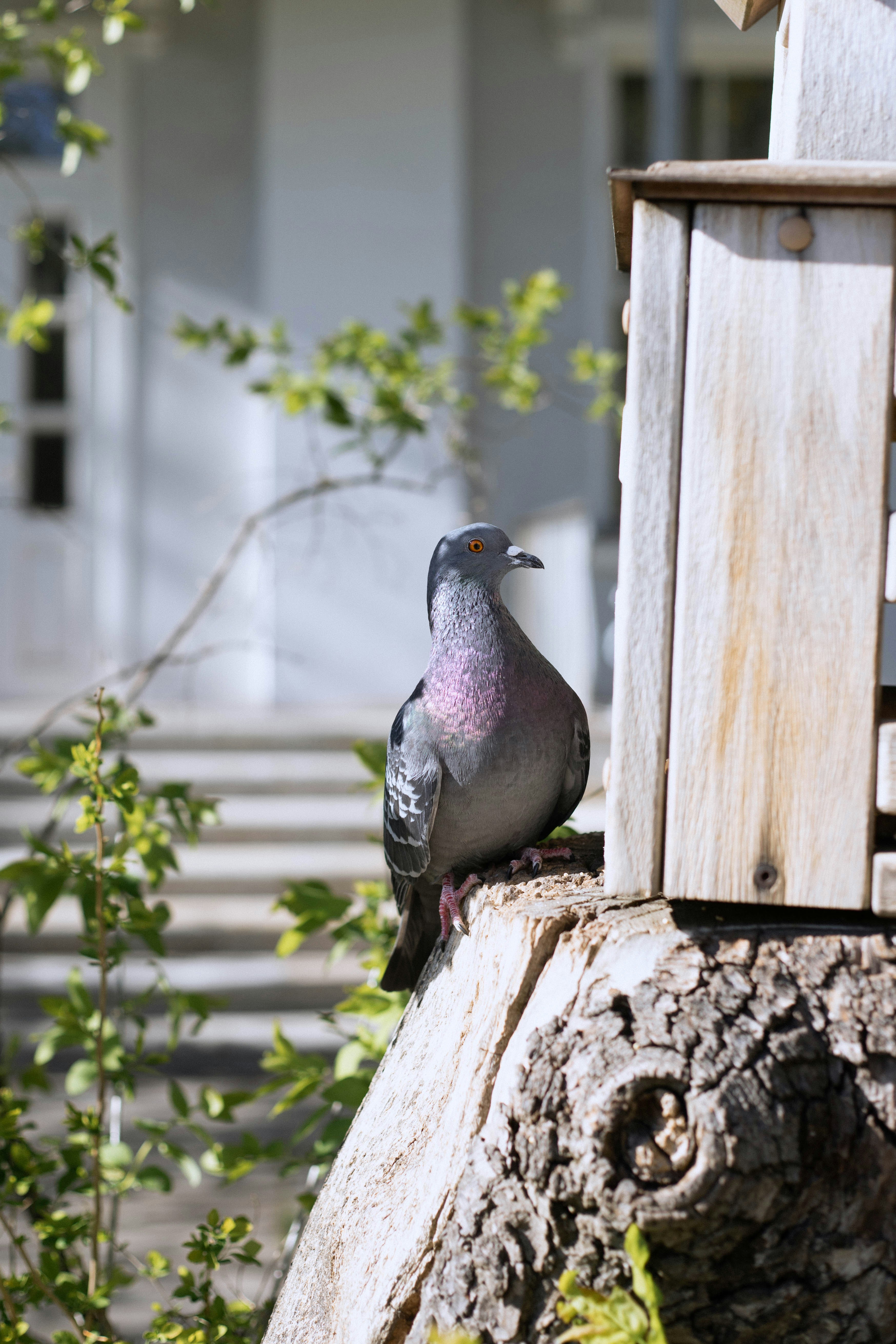 a pigeon sitting on a tree stump in front of a house