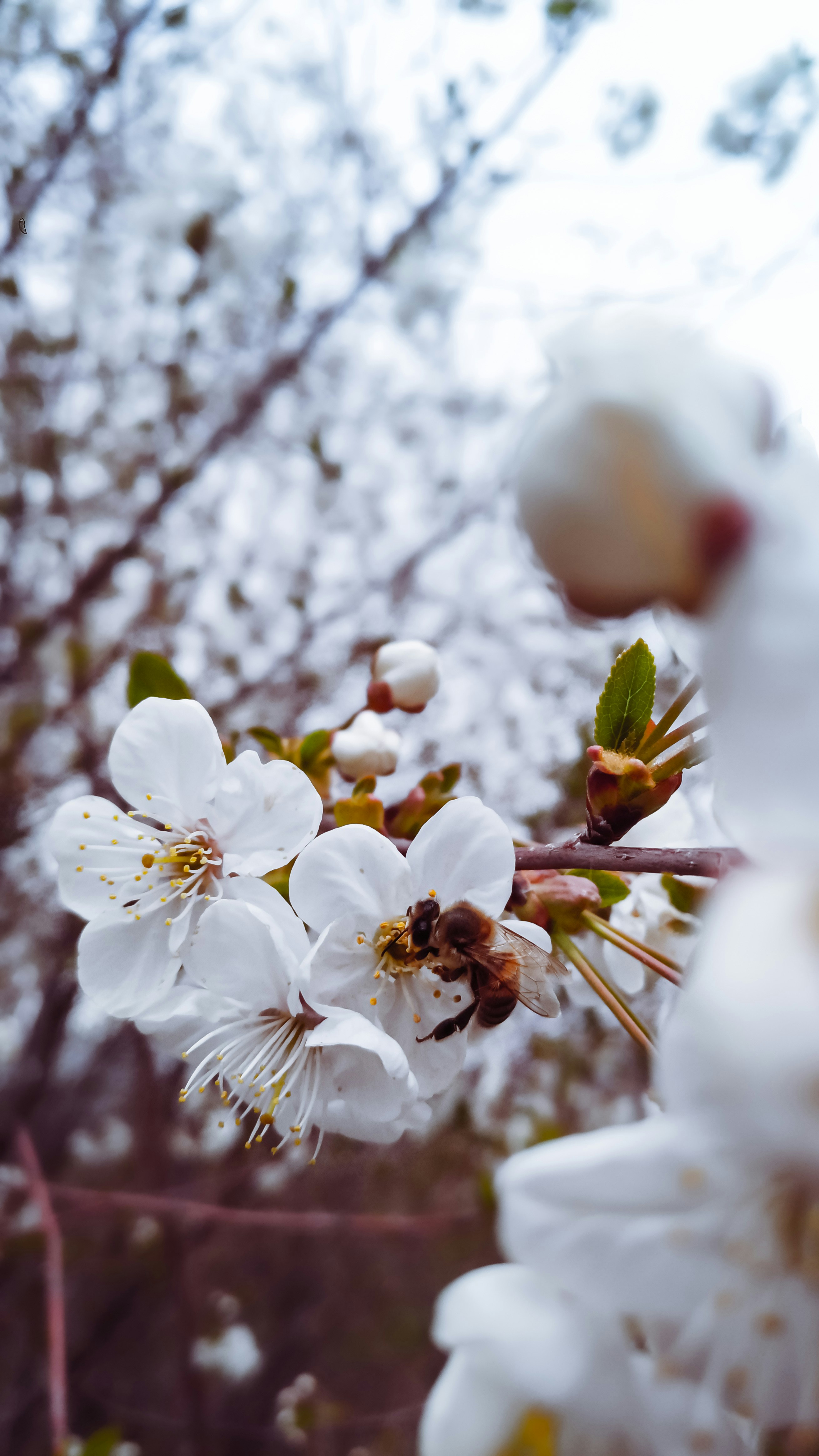 Bee Amid Snow-White Cherry Blossoms in Soft Focus