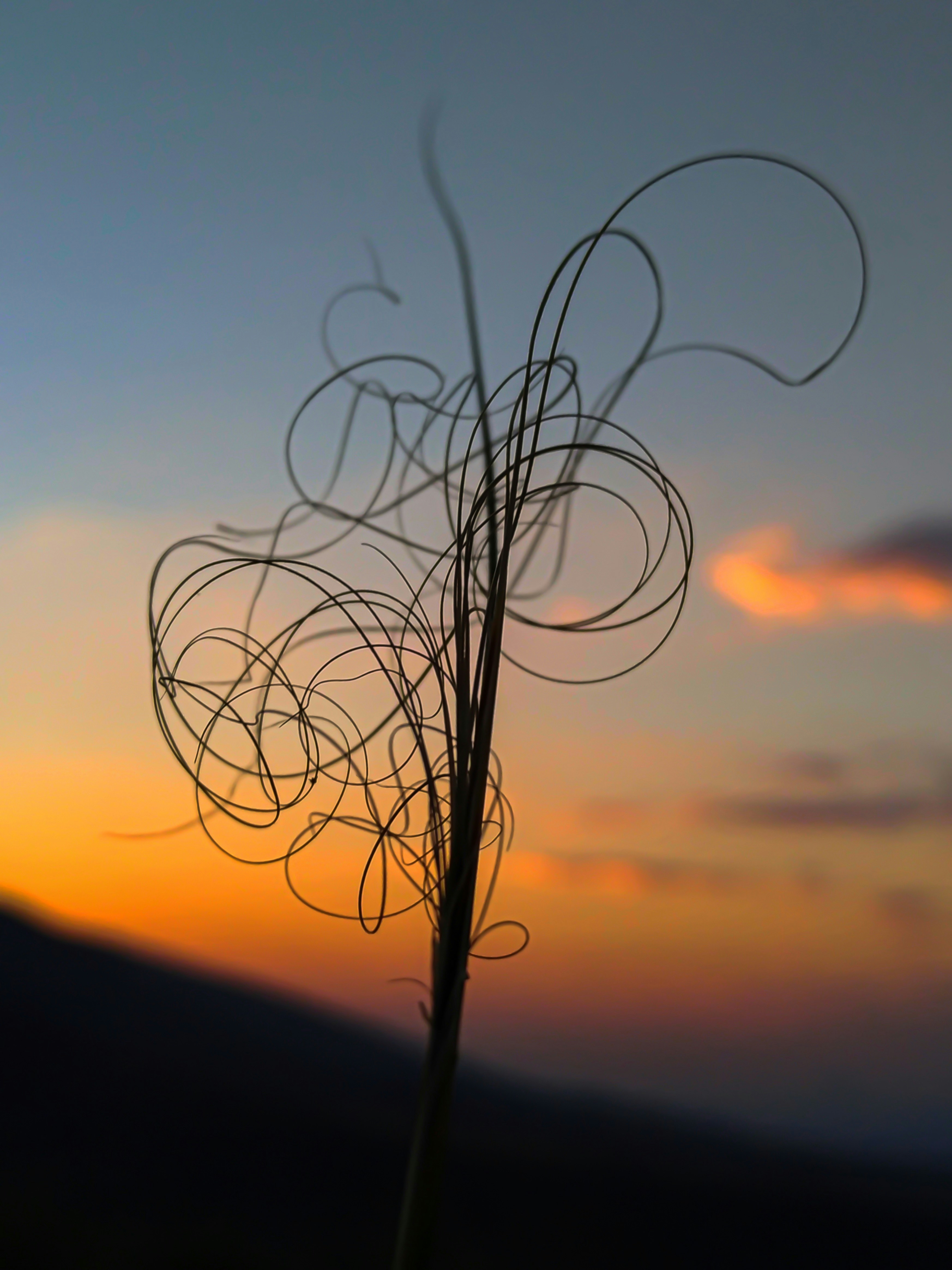 Twisted Silhouette: Sunset Tendrils Against a Velvet Sky