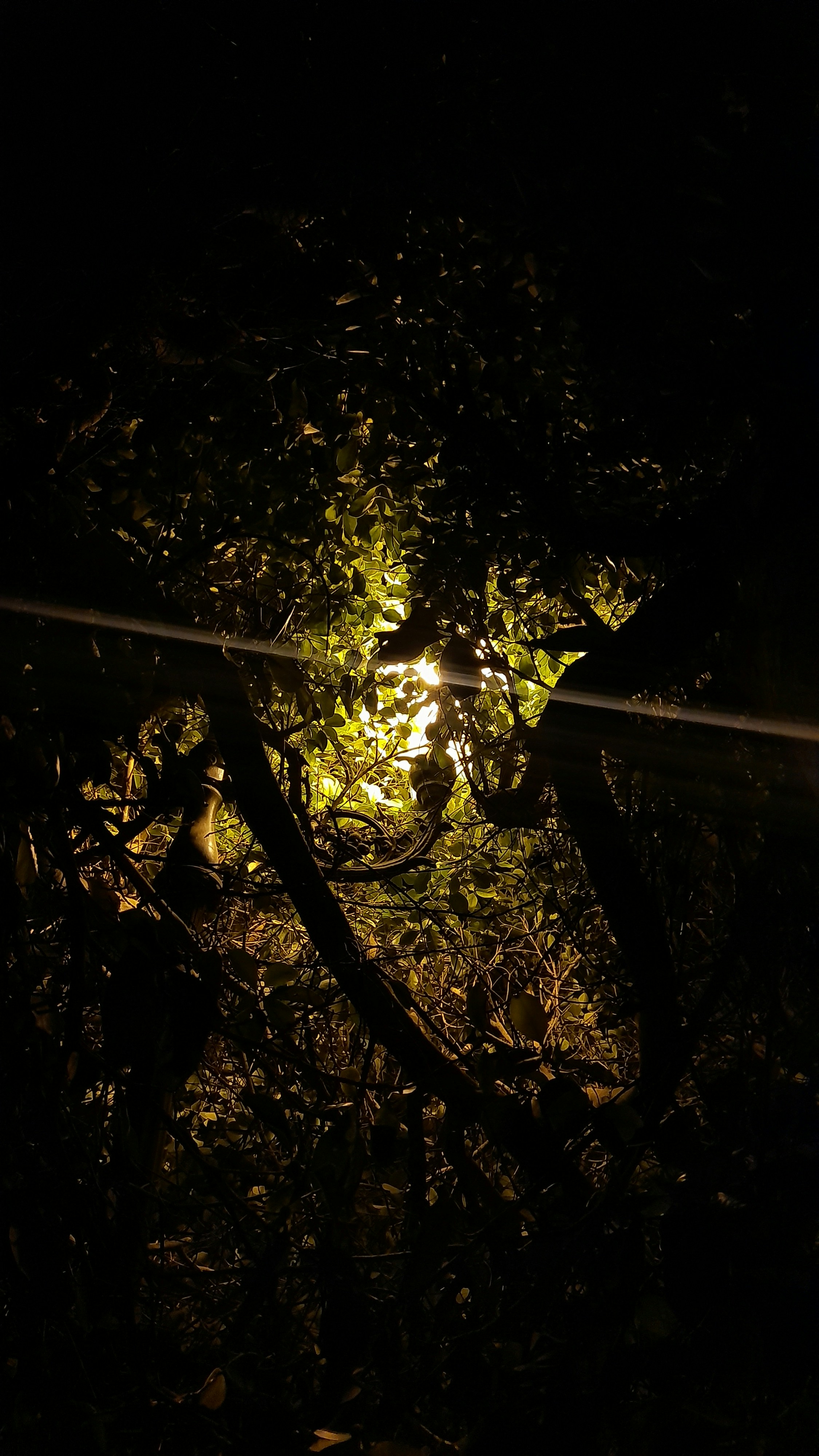 hold me to the light 