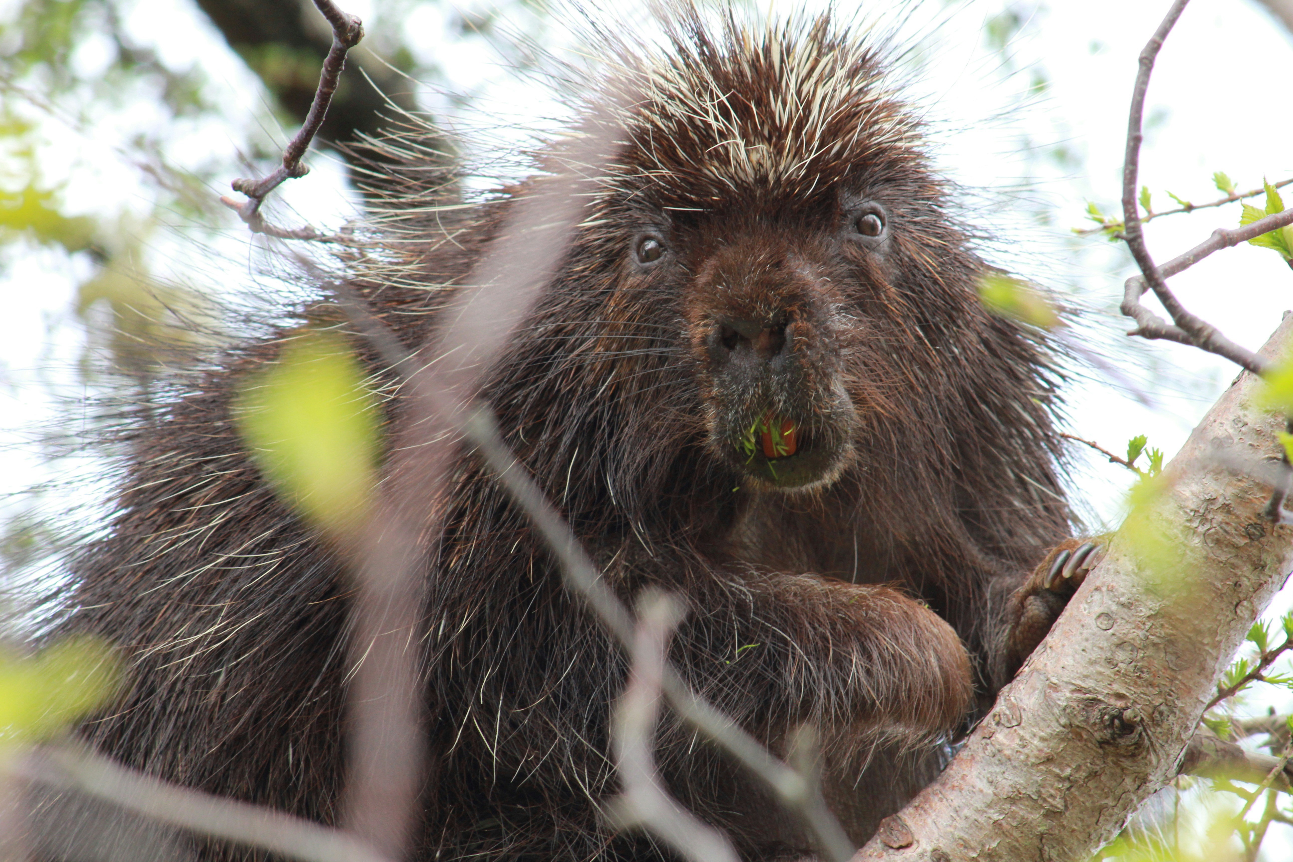A porcupine is sitting in a tree eating something photo – Free ...