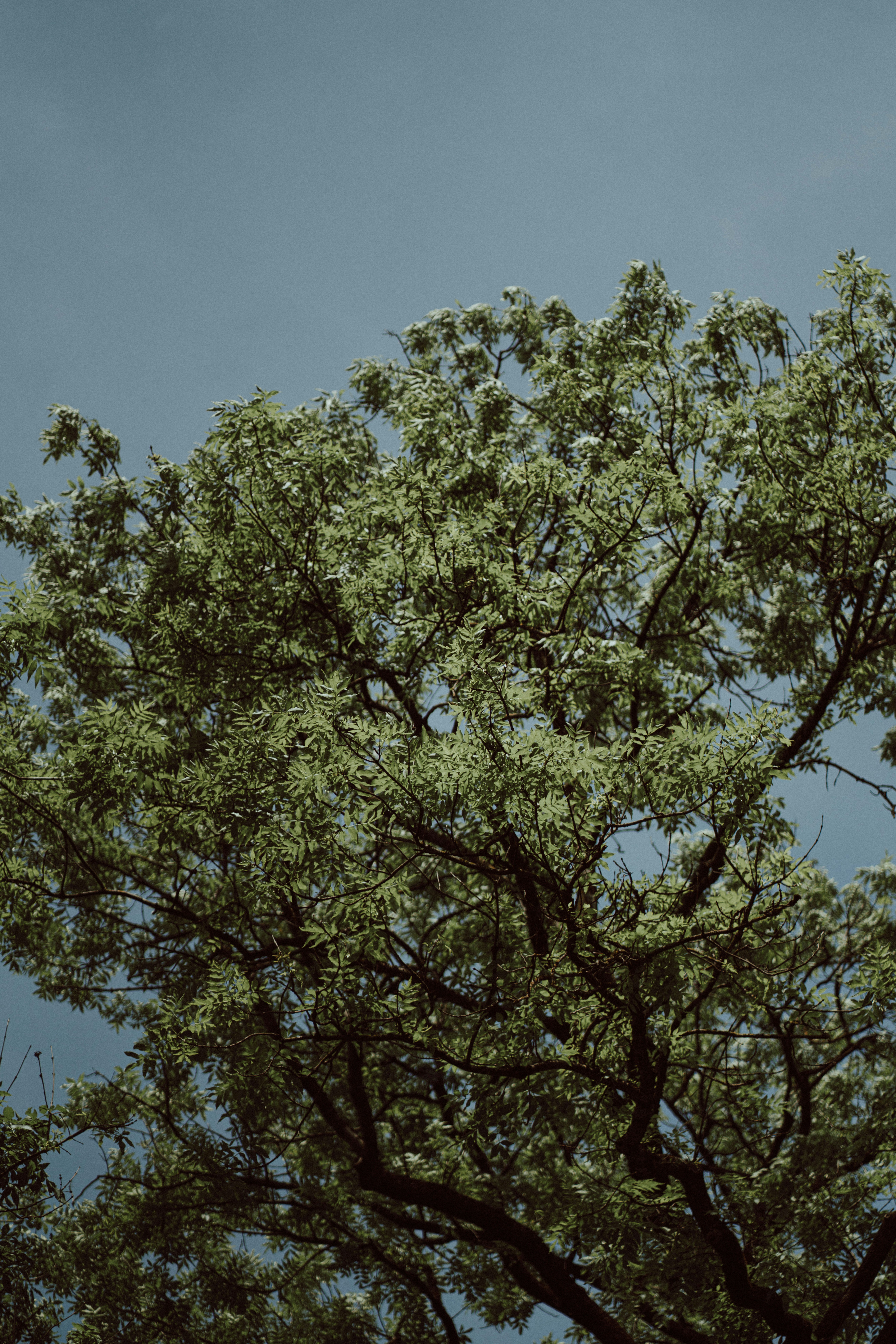 A plane flying over a tree on a clear day photo – Free München Image on ...