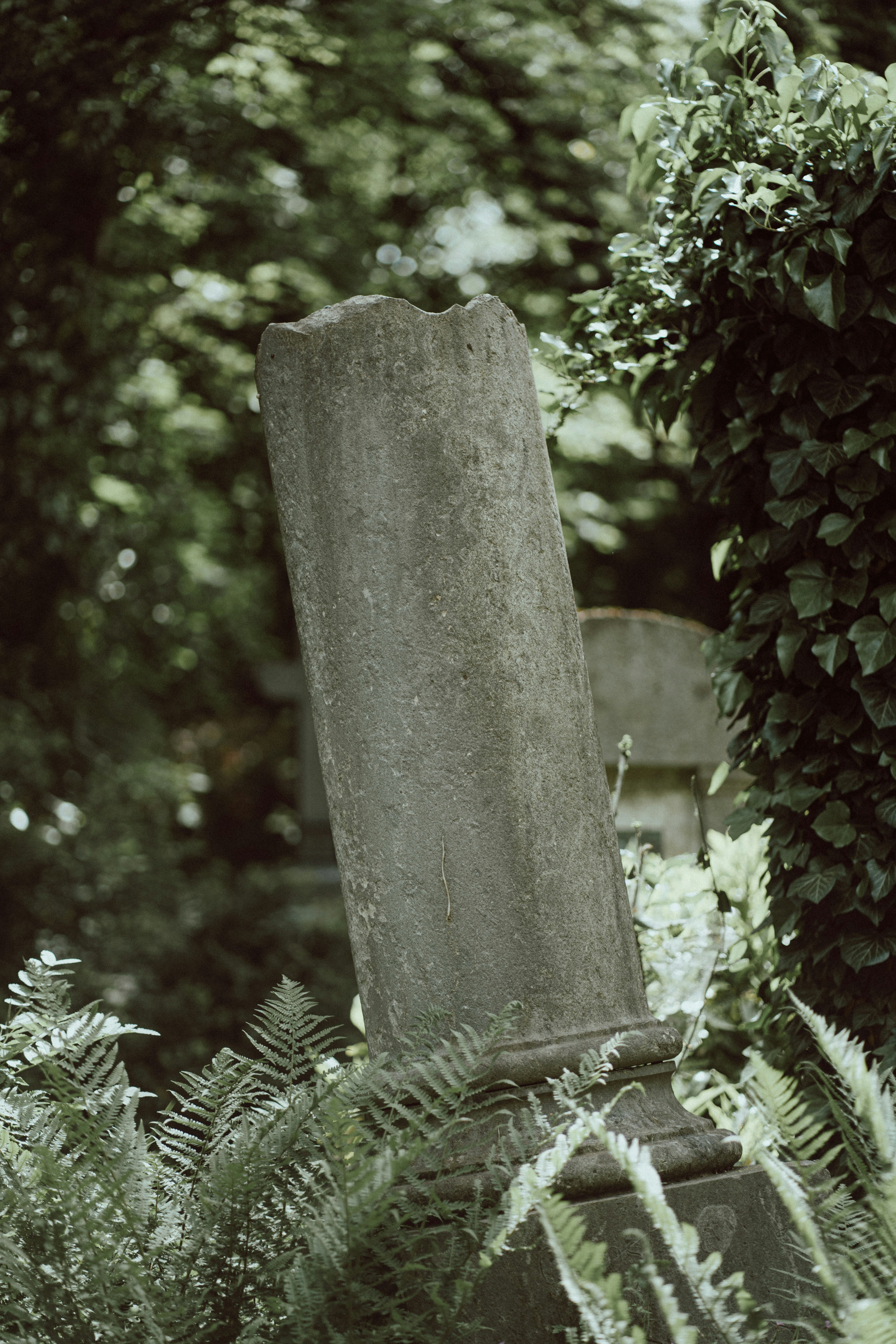 A weathered gravestone partially obscured by lush ferns in a serene cemetery setting. The stone stands as a silent witness to the passage of time.