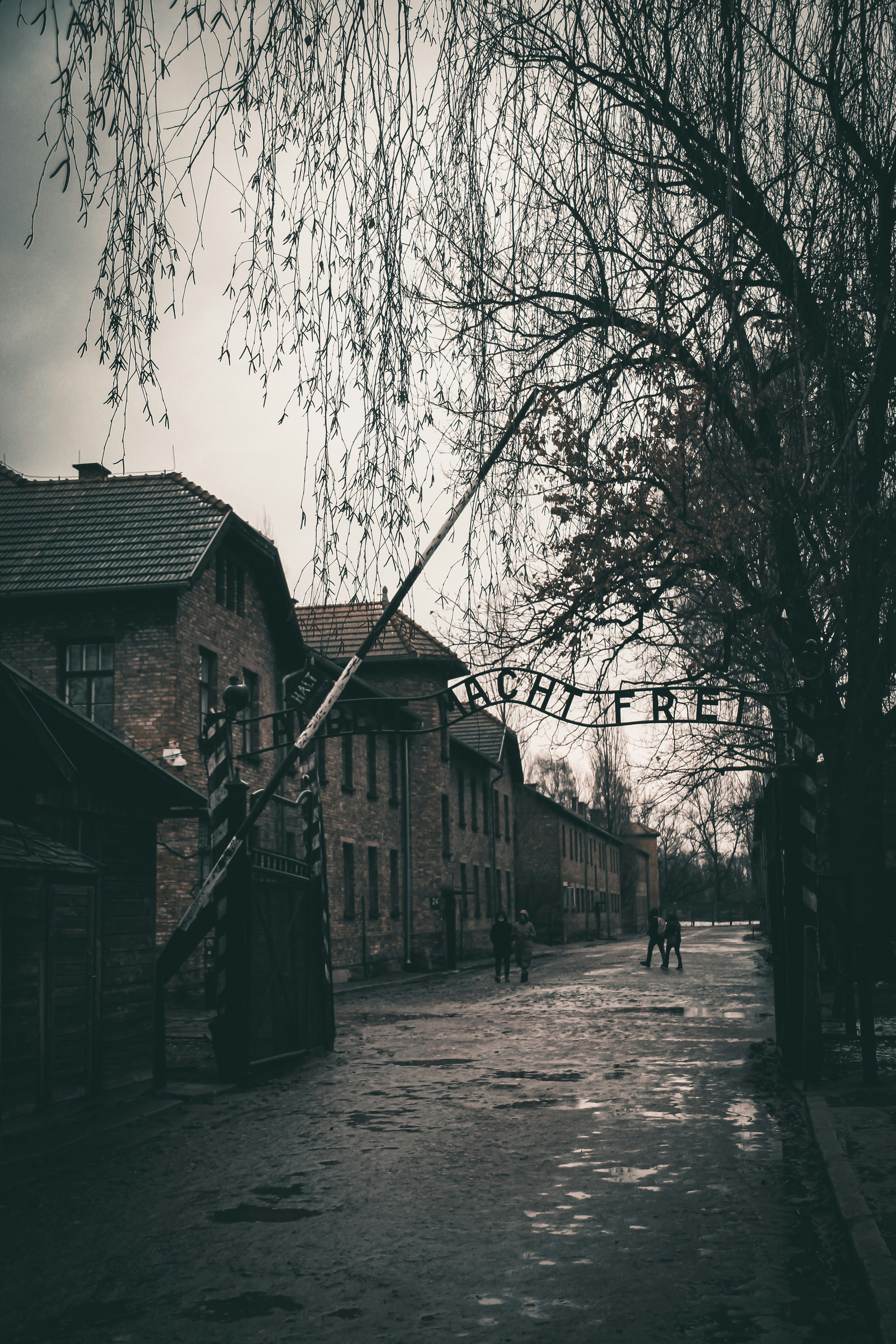 Gate to Memory: A Cobblestone Street Under Arching Weeping Willows