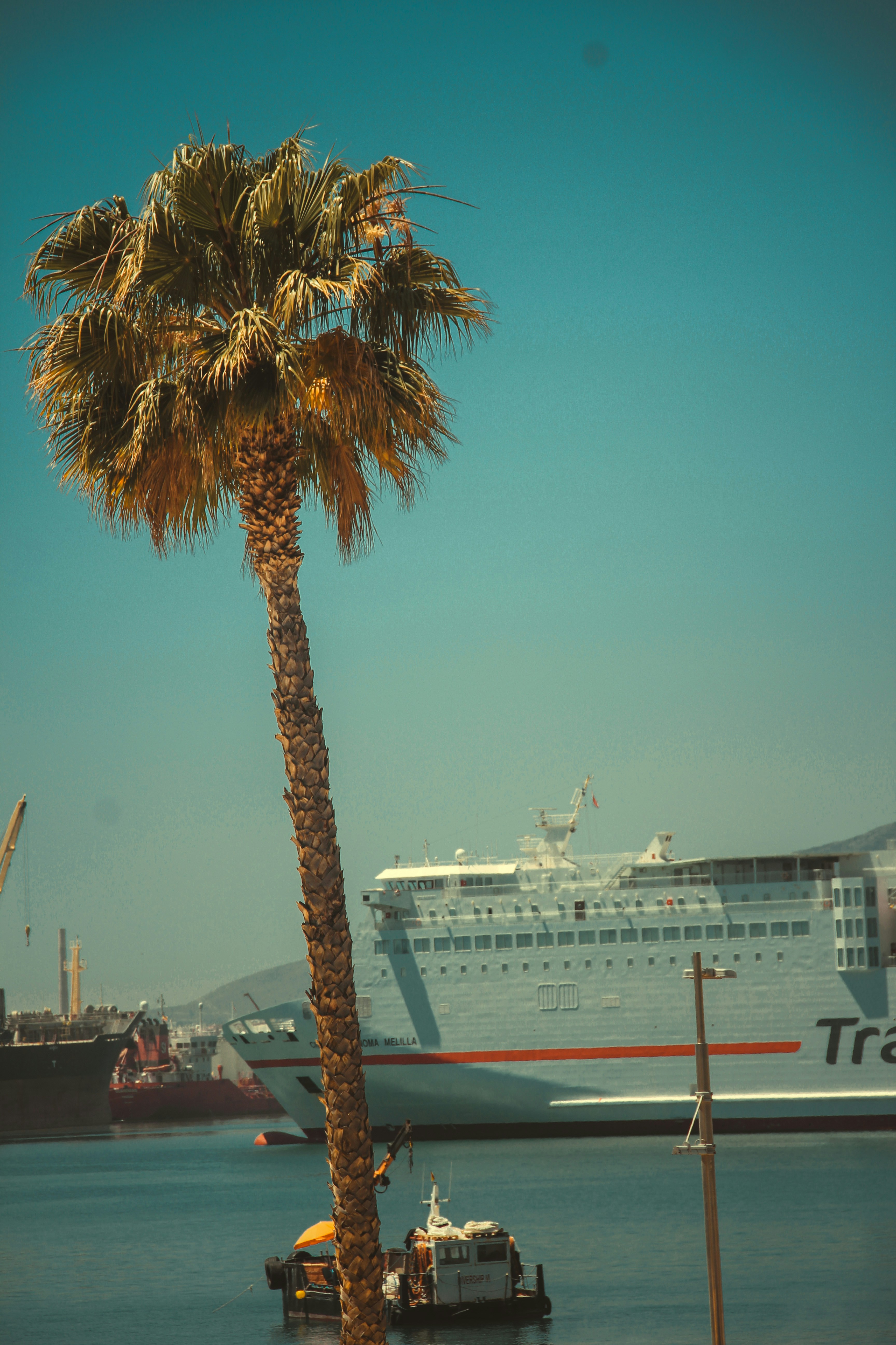 a palm tree in front of a cruise ship