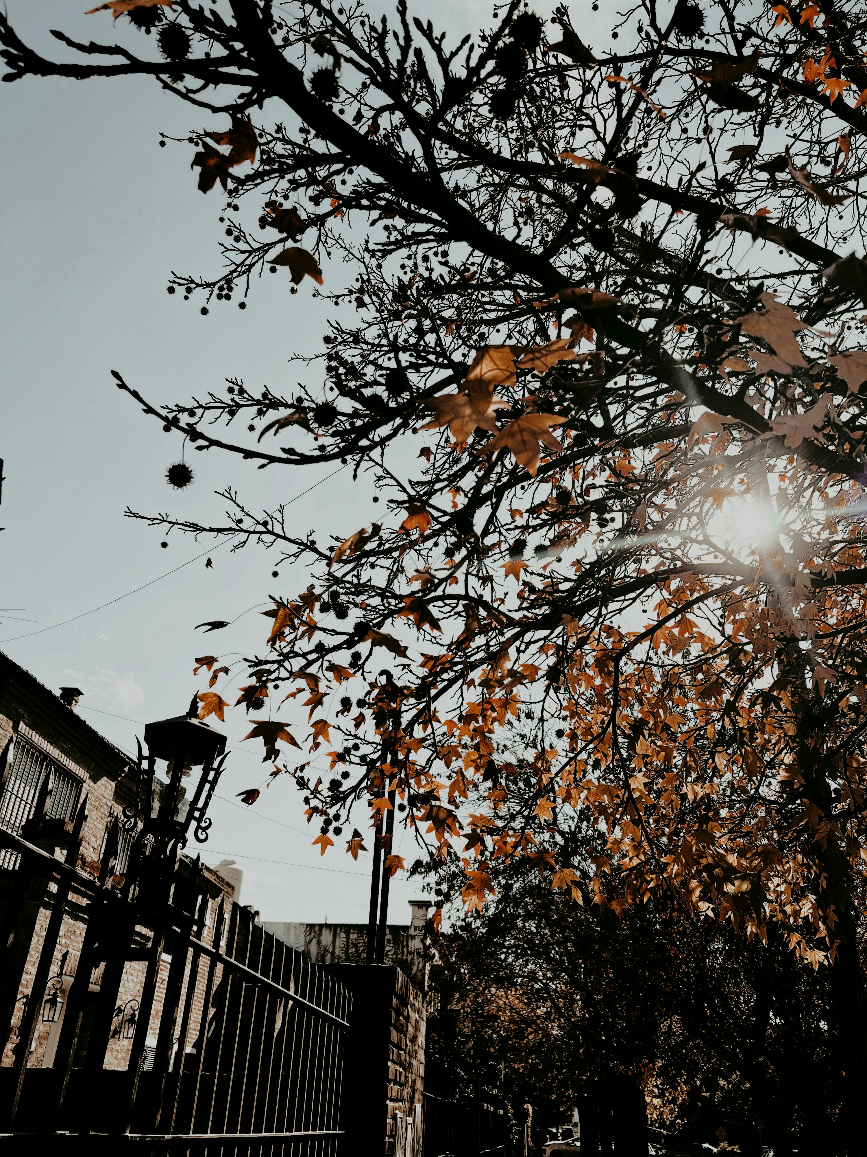 Sunlit Canopy Over an Urban Fence: Autumn Light Framing a Quiet Street
