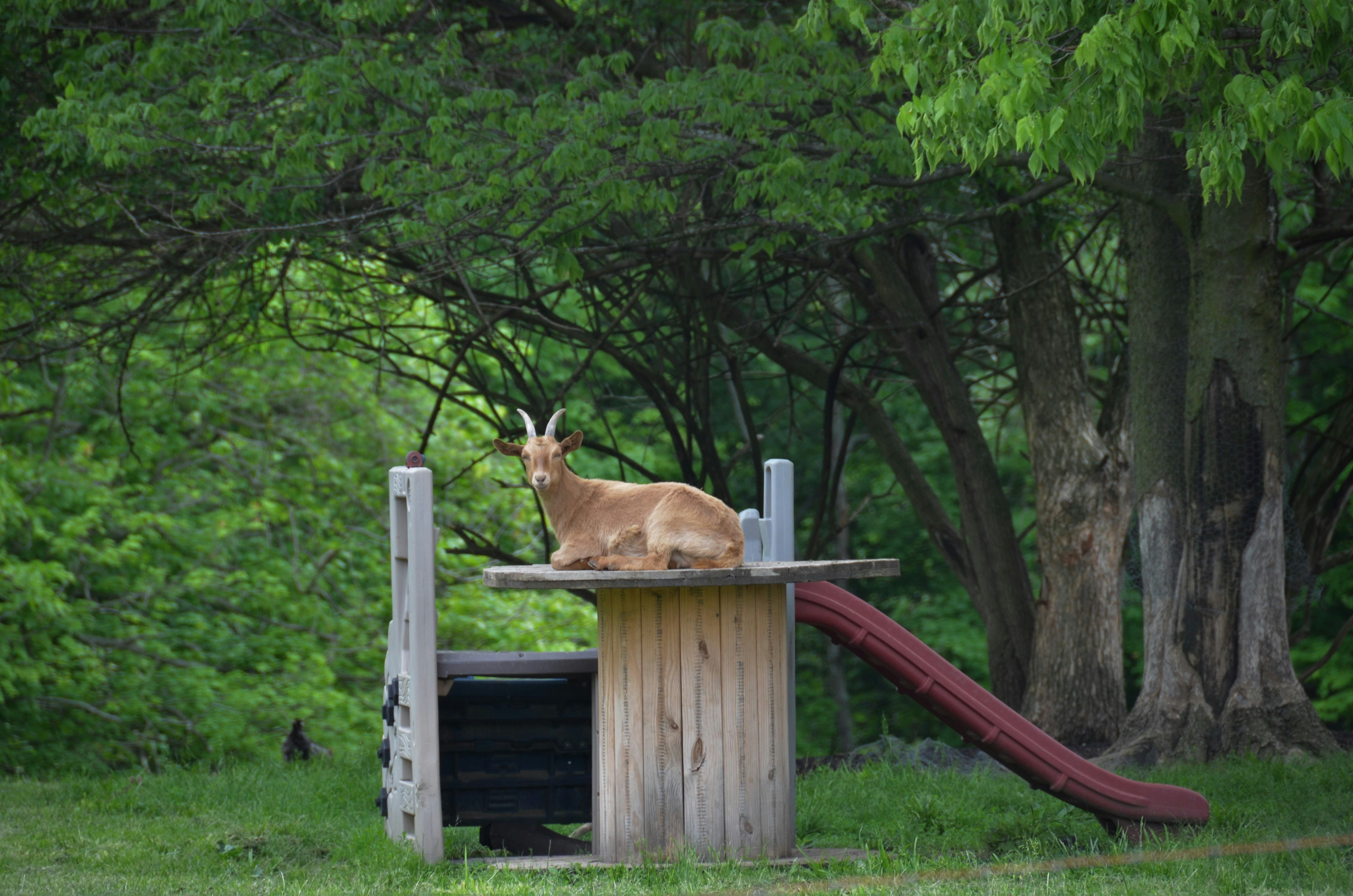 Lounge on the Woodland Stage: A Hound Oversees the Park Playground