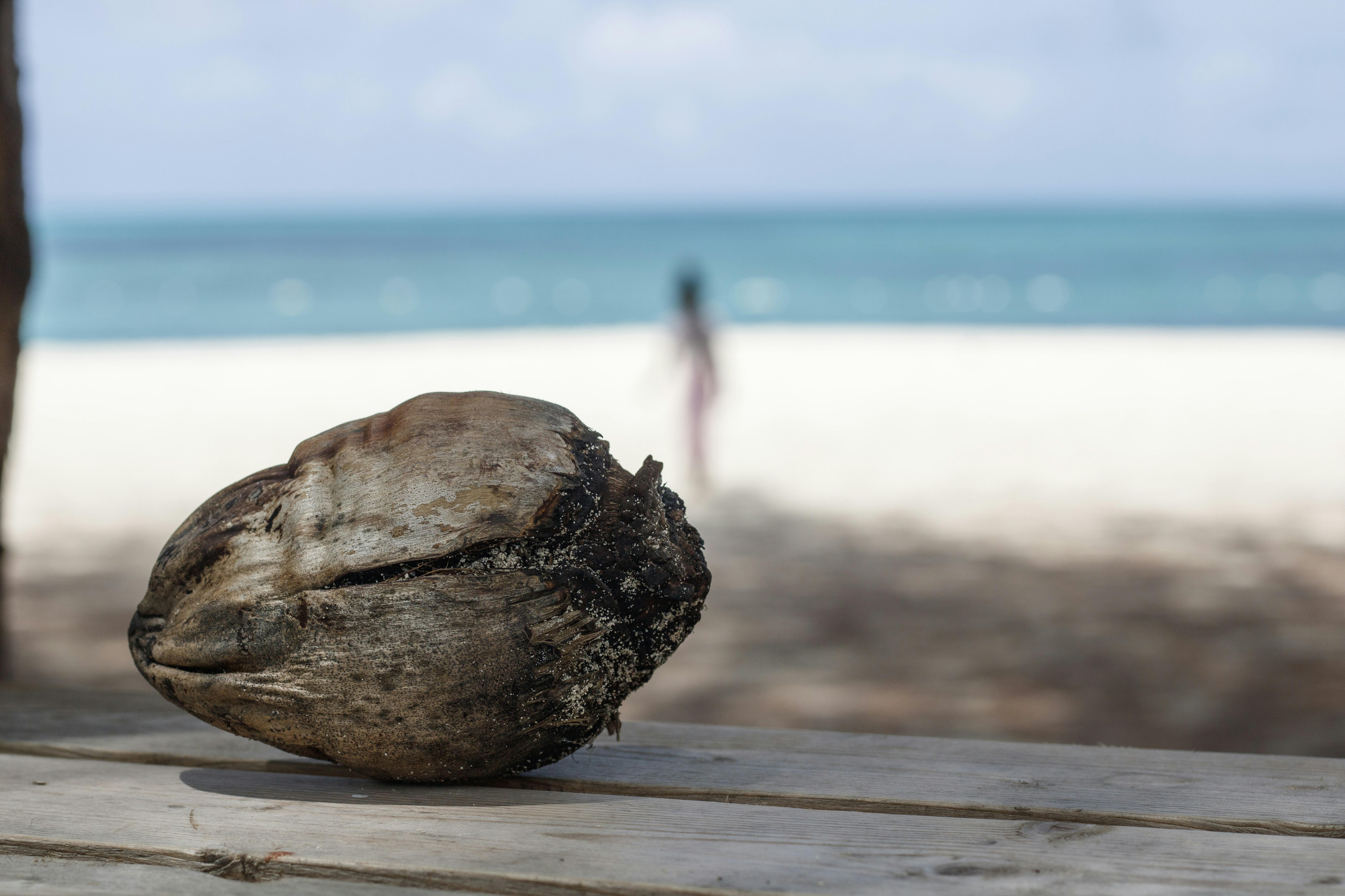 Coconut's Solitude by the Shore
