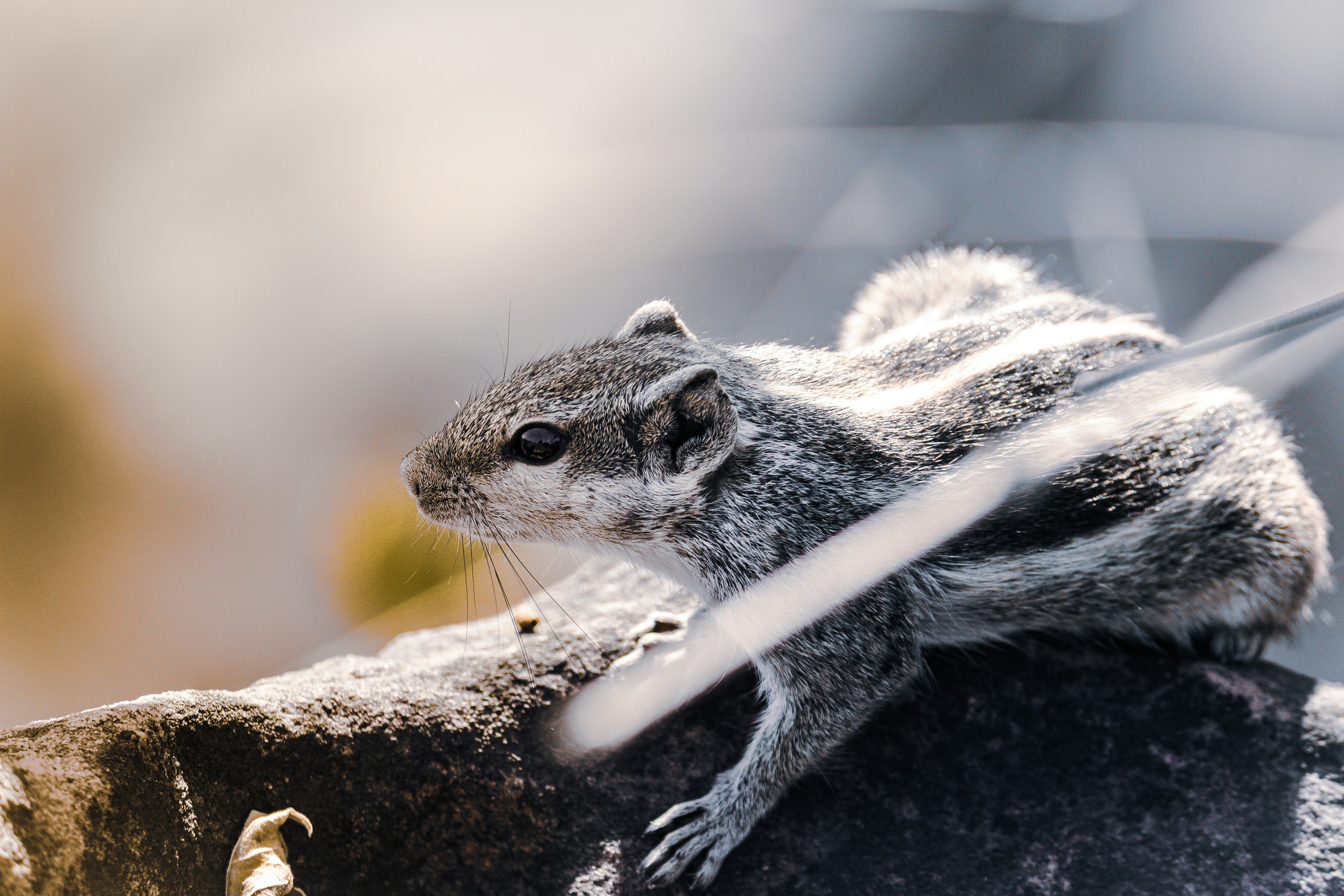 Granite Perch: A Sunlit Squirrel Pauses on Weathered Rock