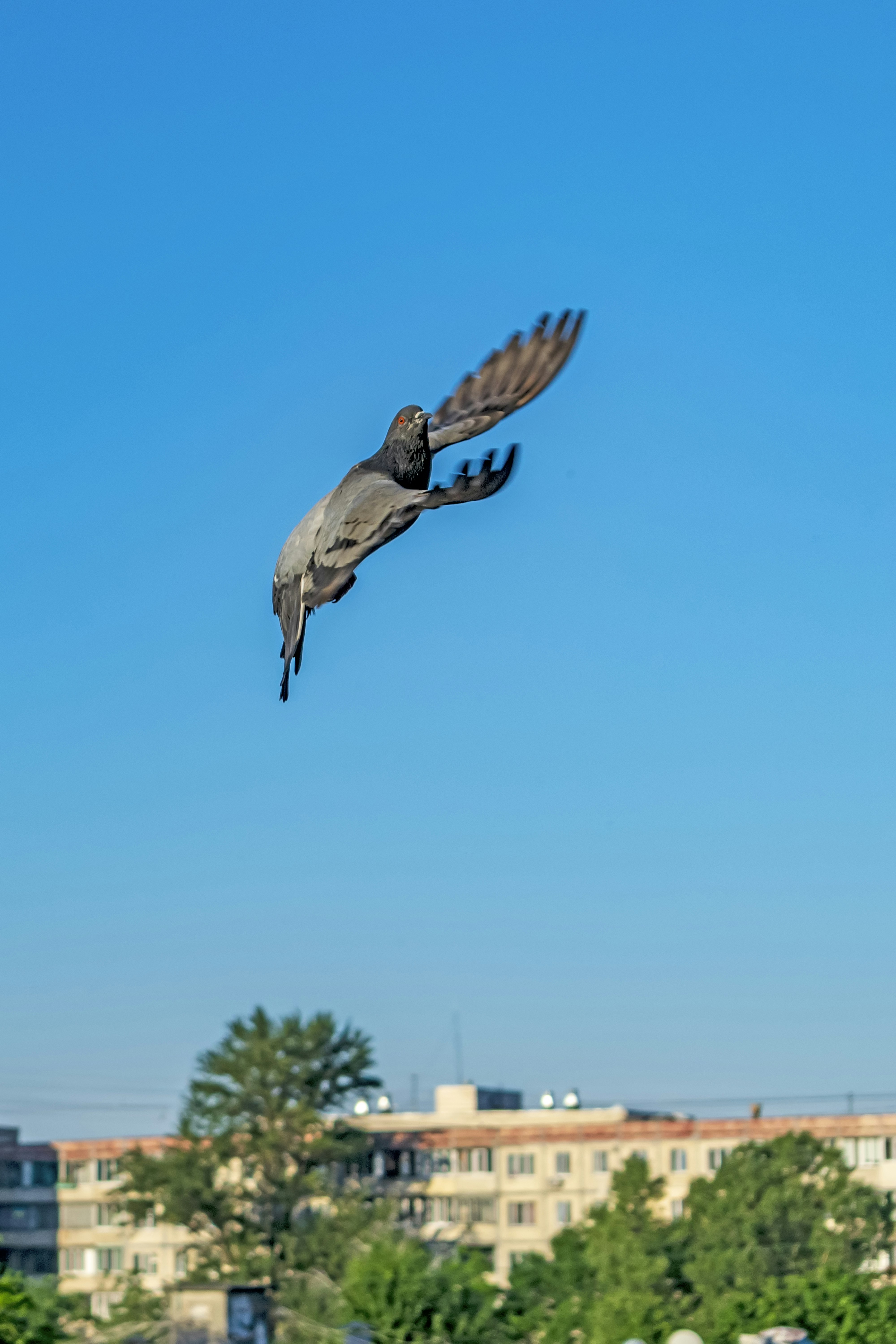 I decided to take a picture of a flying bird. I think it is easy. But it`s not true. But I managed.