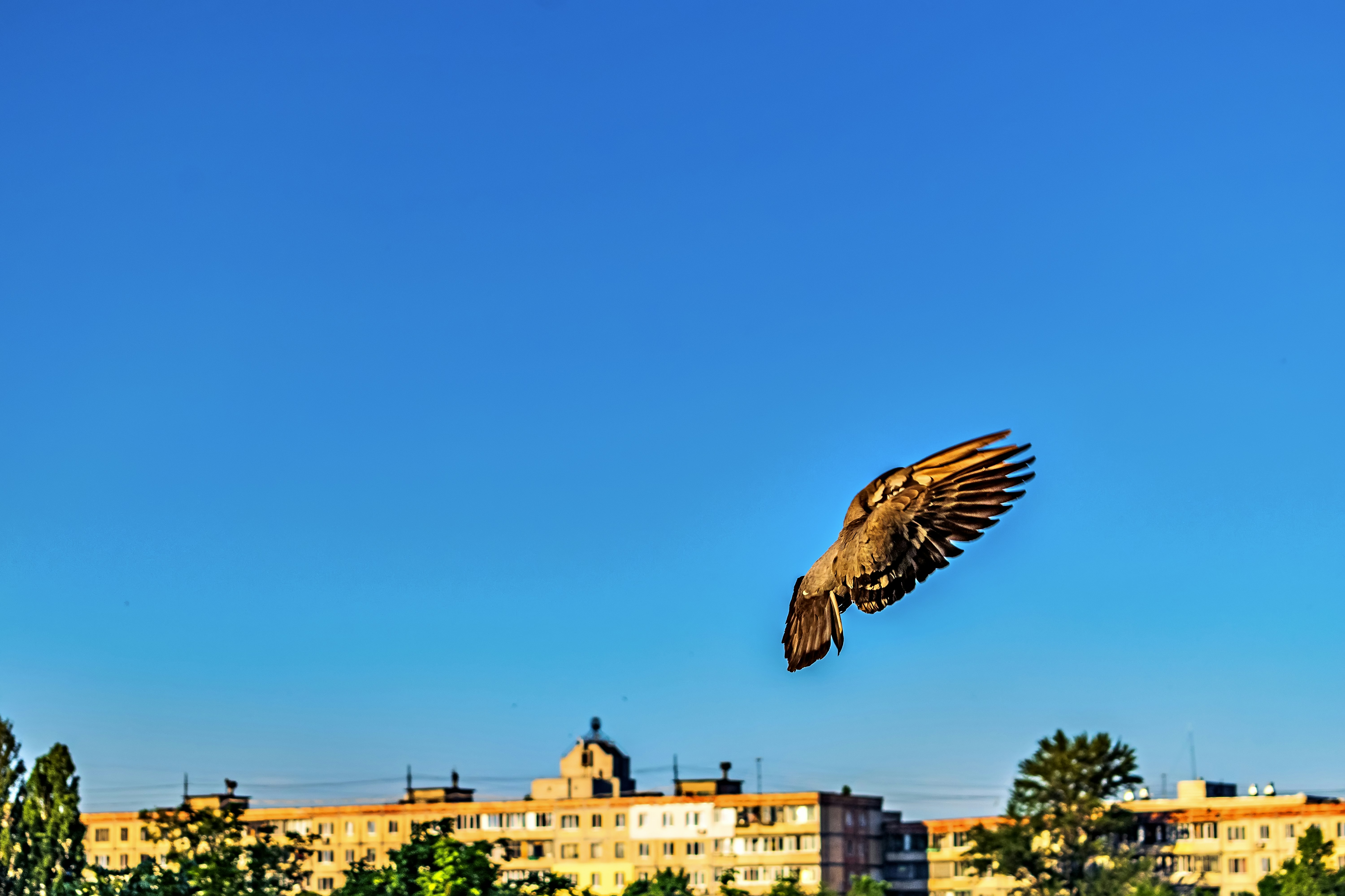 Soaring silhouette over a sunlit city skyline