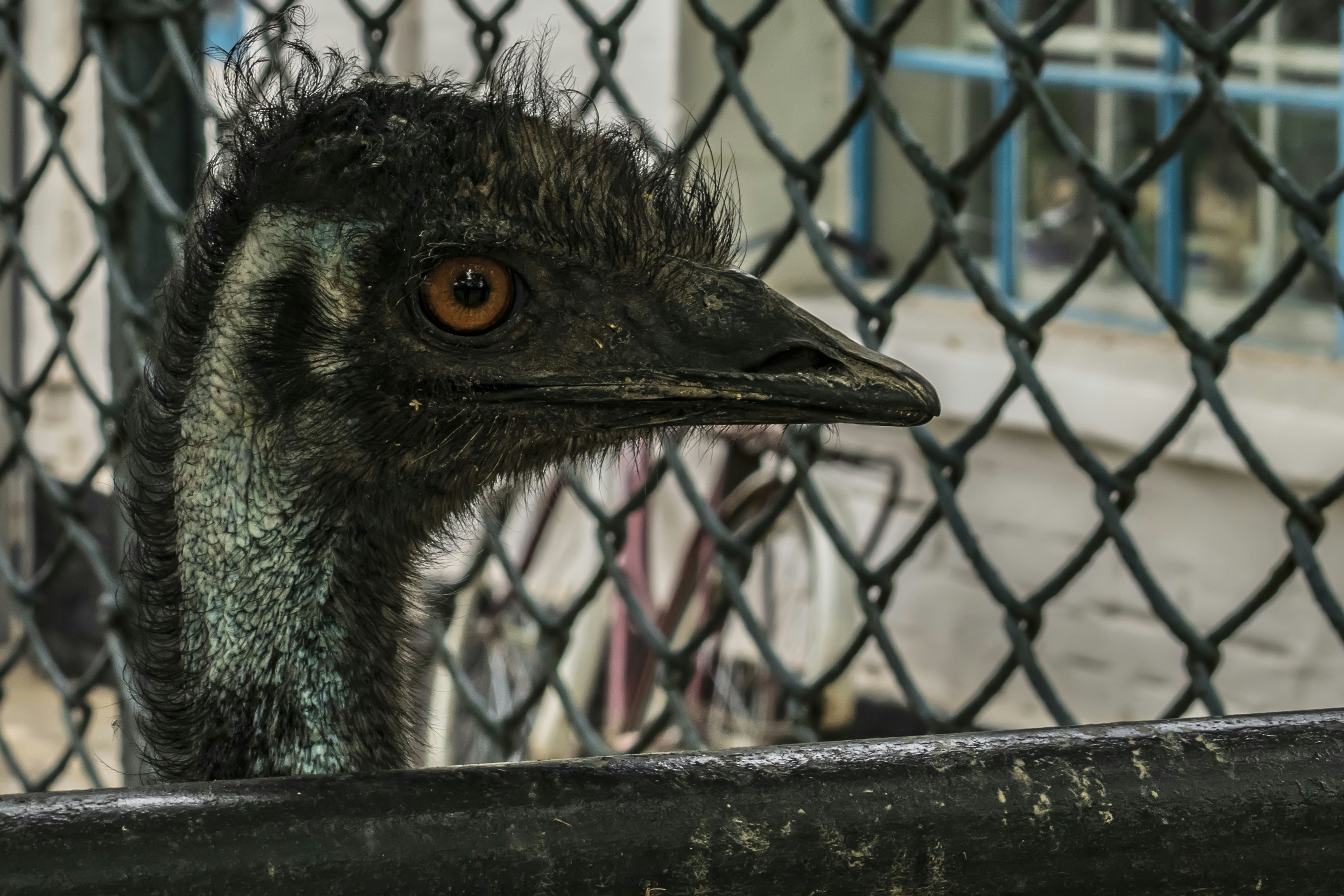 Close-up of an emu peering through a chain-link fence at a zoo.