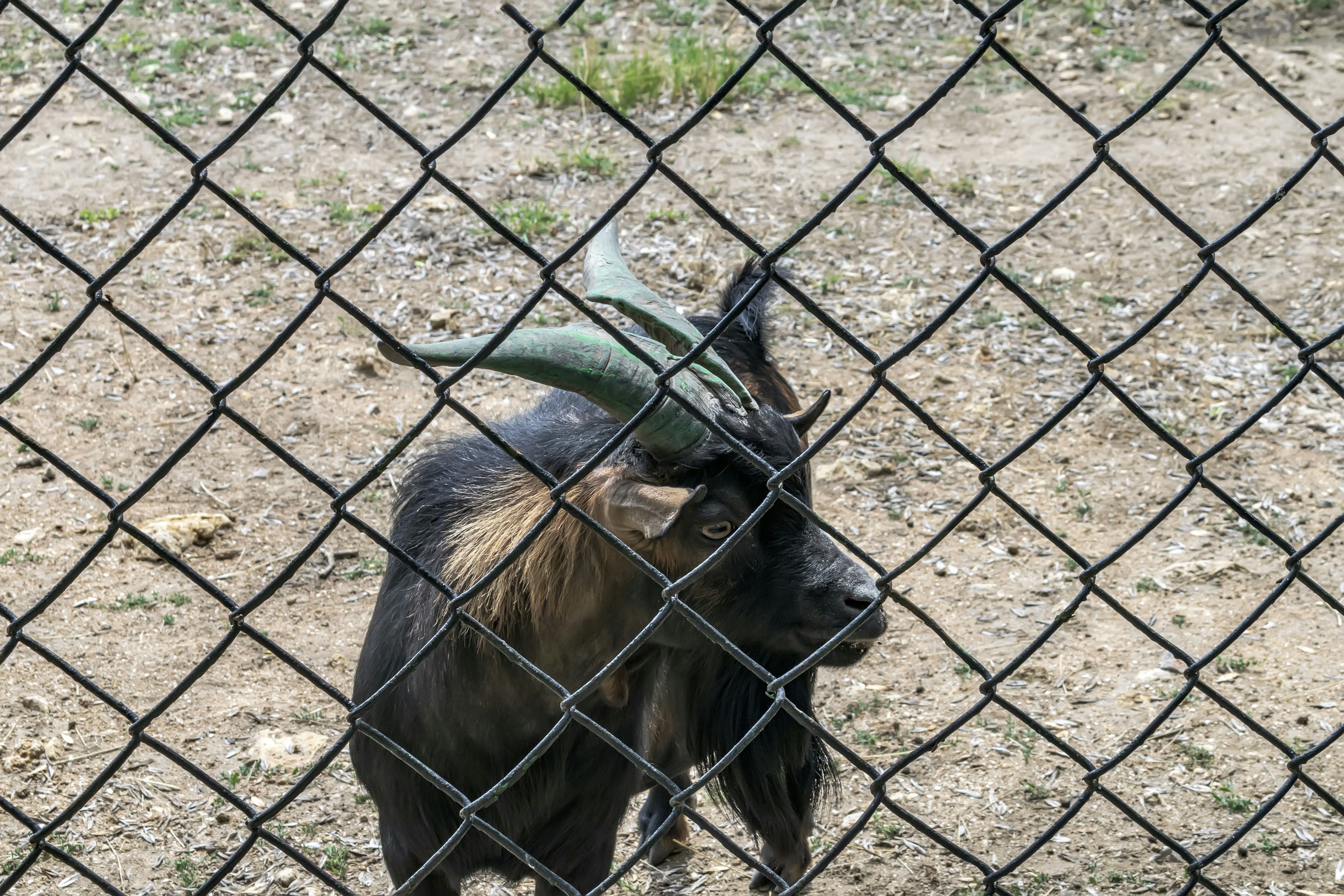 A goat with impressive horns stands near a fence, showcasing its unique features in a natural setting.