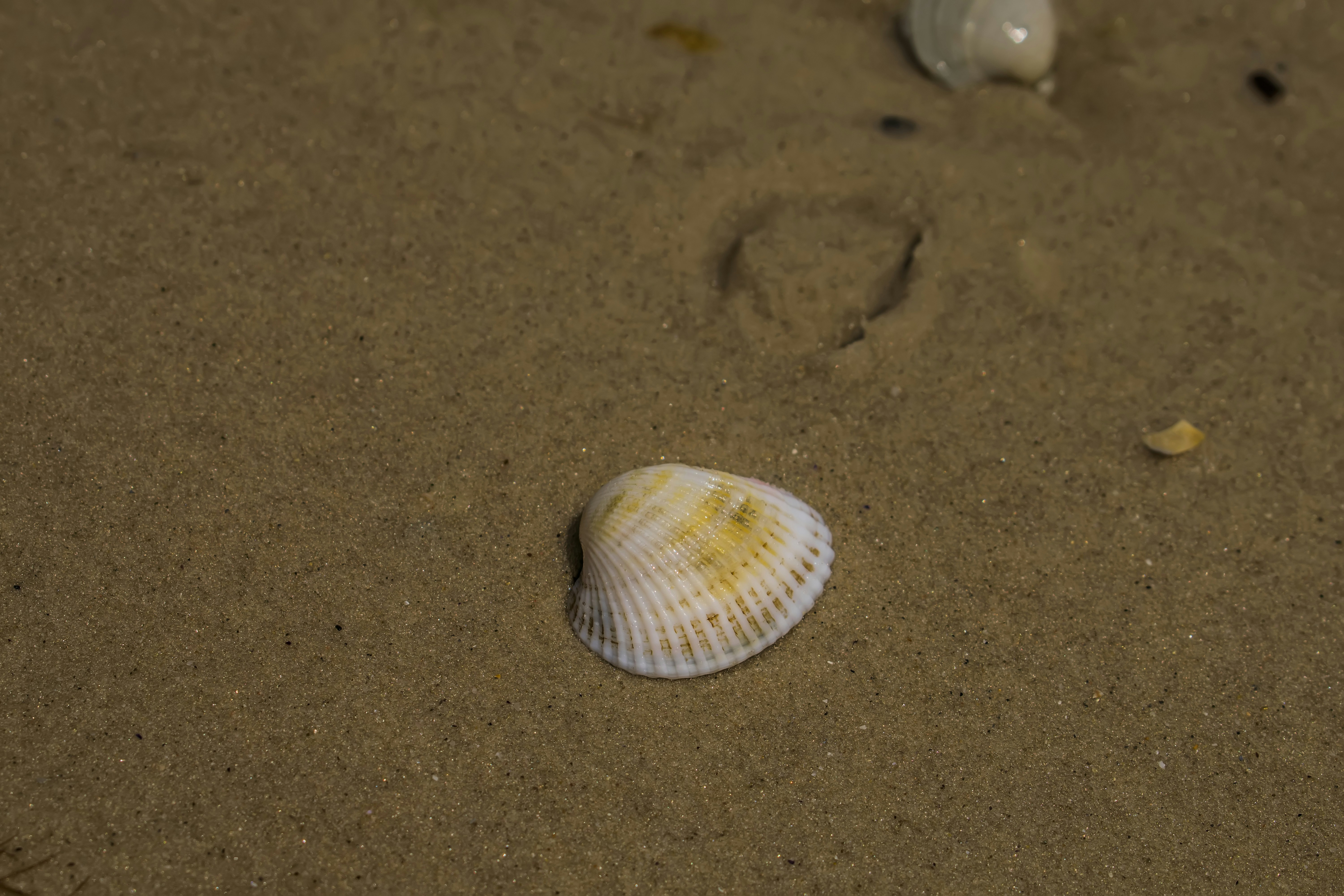 A sea shell on a sandy beach with footprints in the sand photo – Free ...