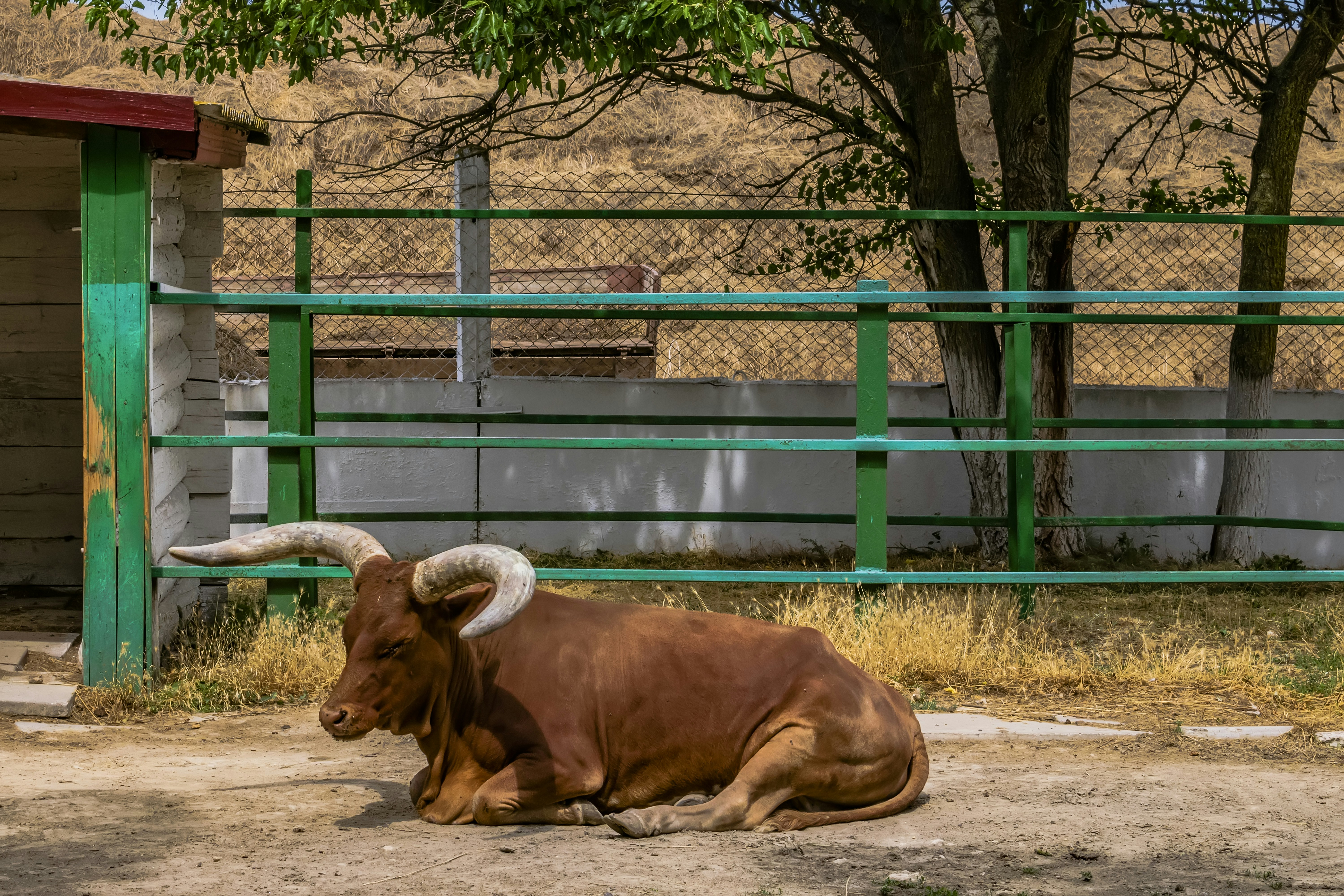 Resting Brahman in a Dusty Farmyard Courtyard