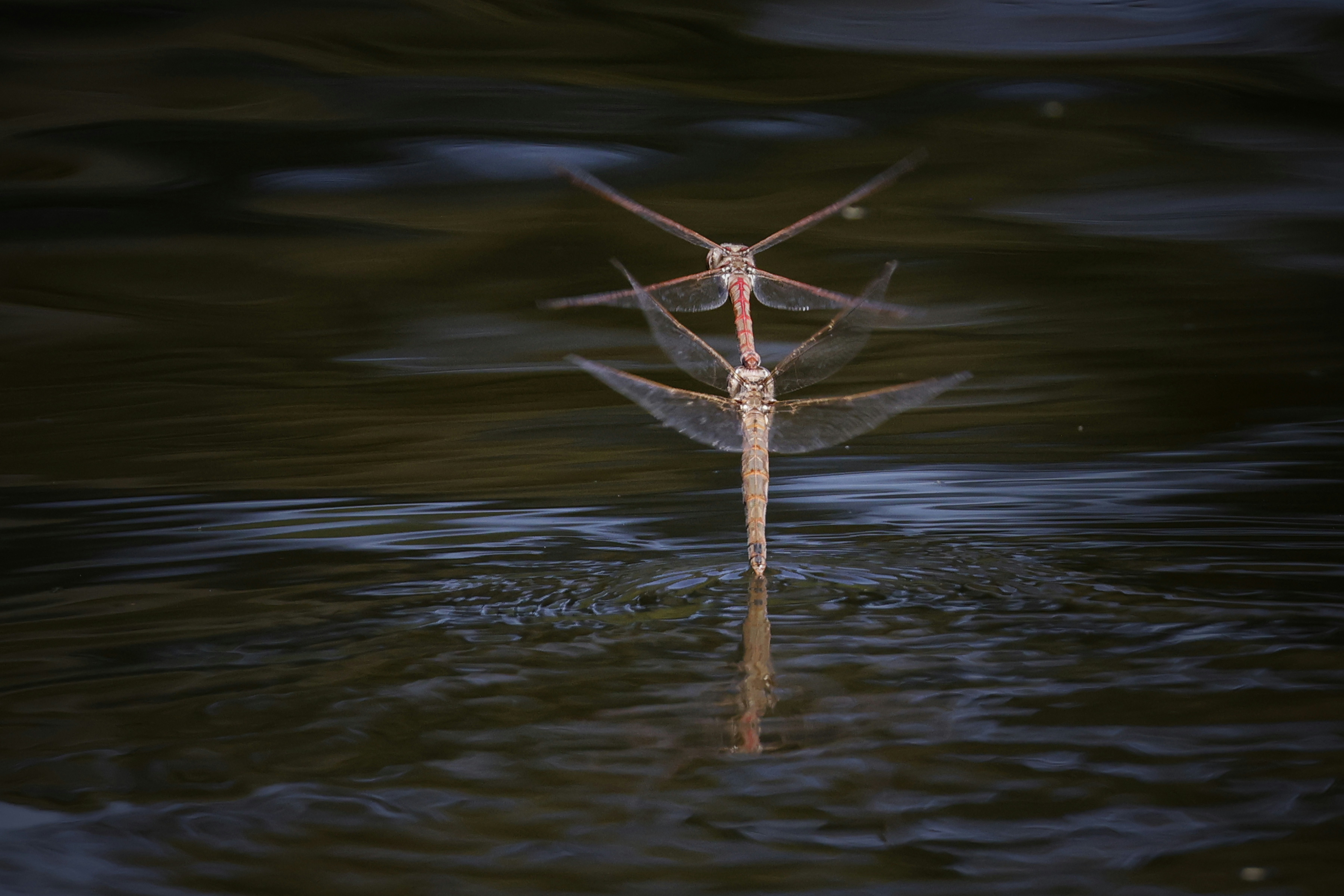 Water strider gliding gracefully on the surface of a dark lake, creating ripples around it.