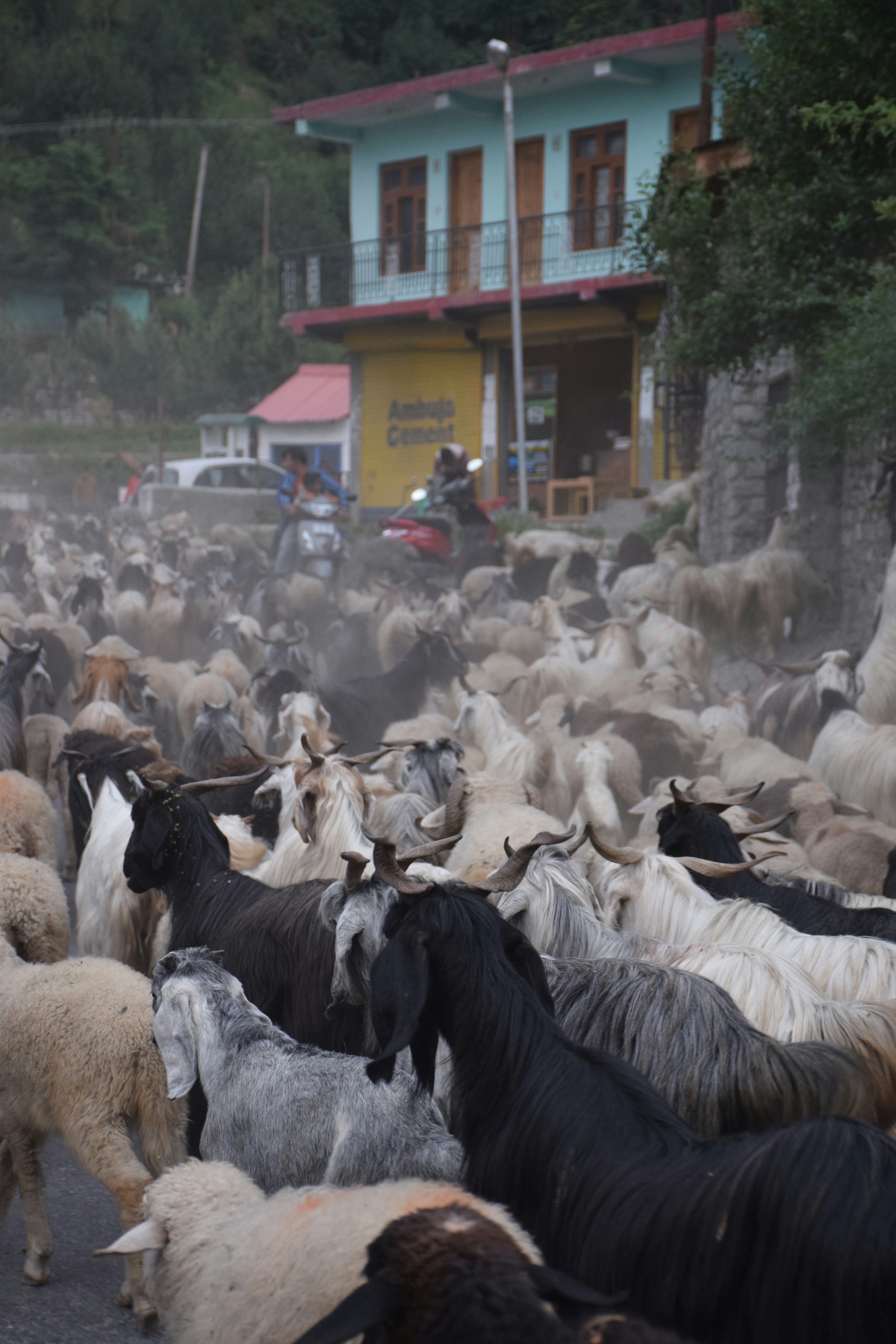 Dust and Dusk: A Sheep Parade Through a Mountain Village Street