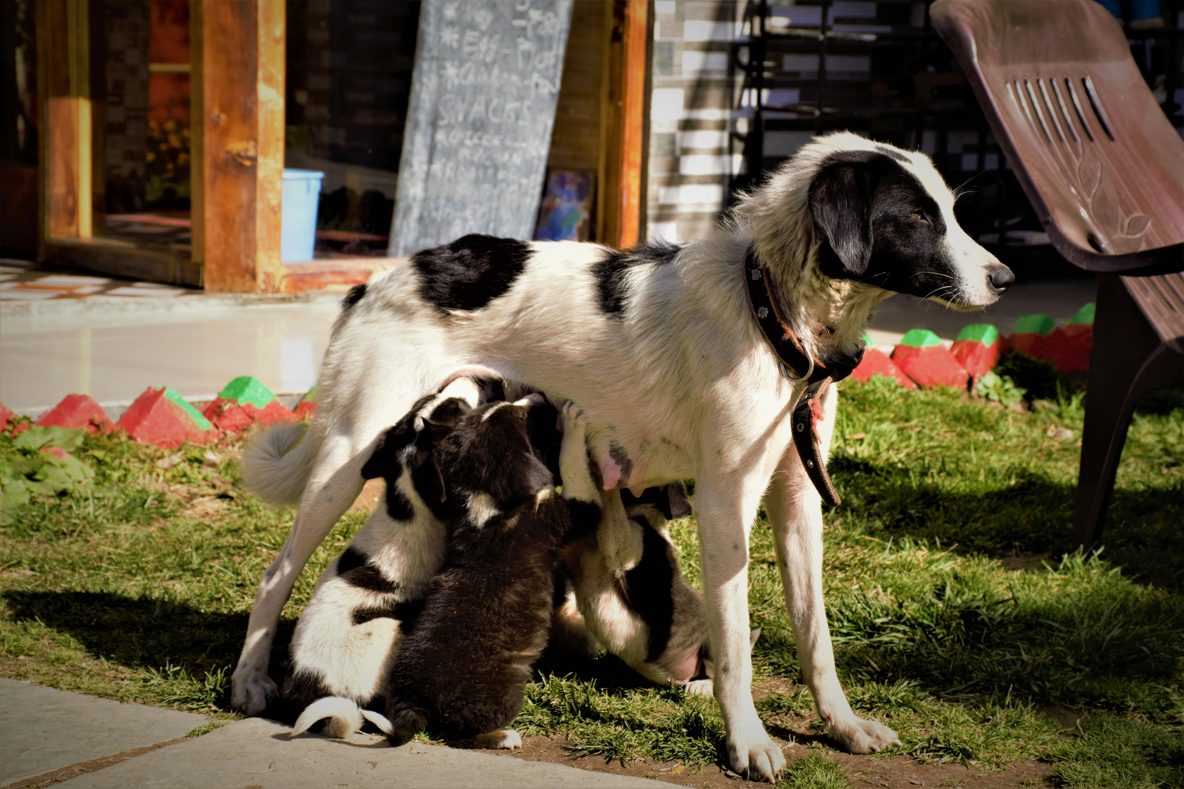 a black and white dog standing next to a group of puppies