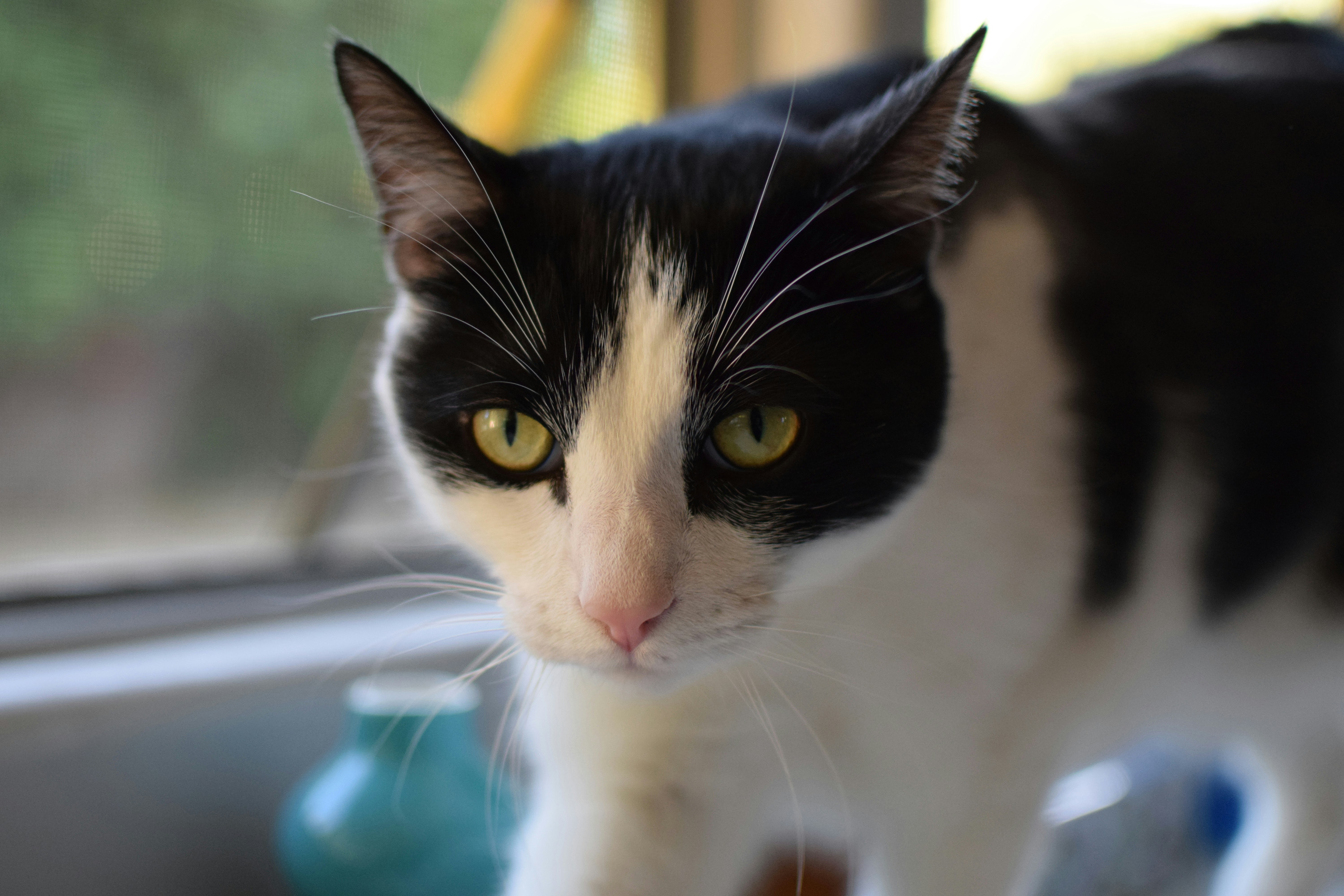 Curious Gaze of a Tuxedo Cat in Soft Window Light