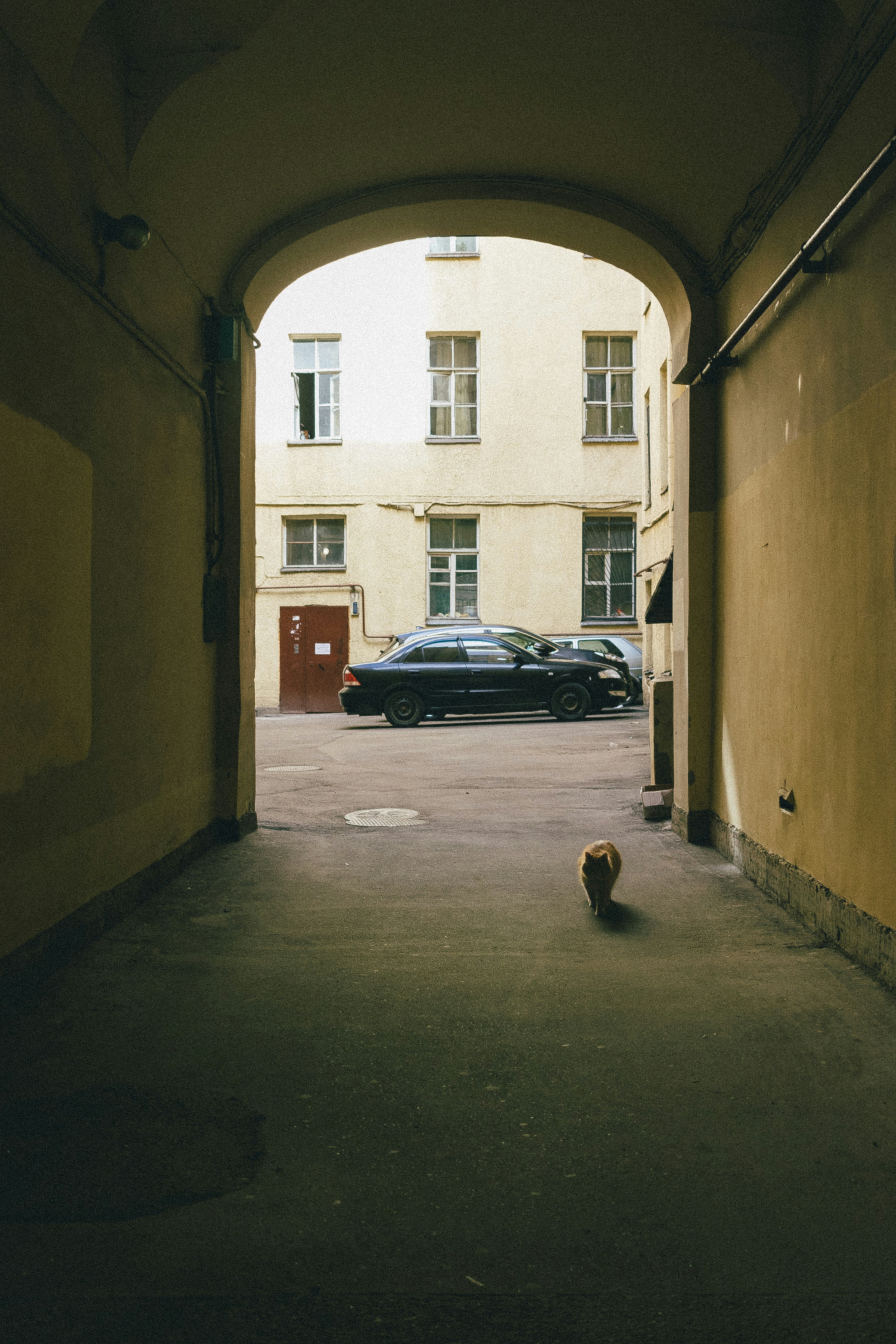 Archway Echo: A Small Dog Advances Toward a Sunlit Courtyard