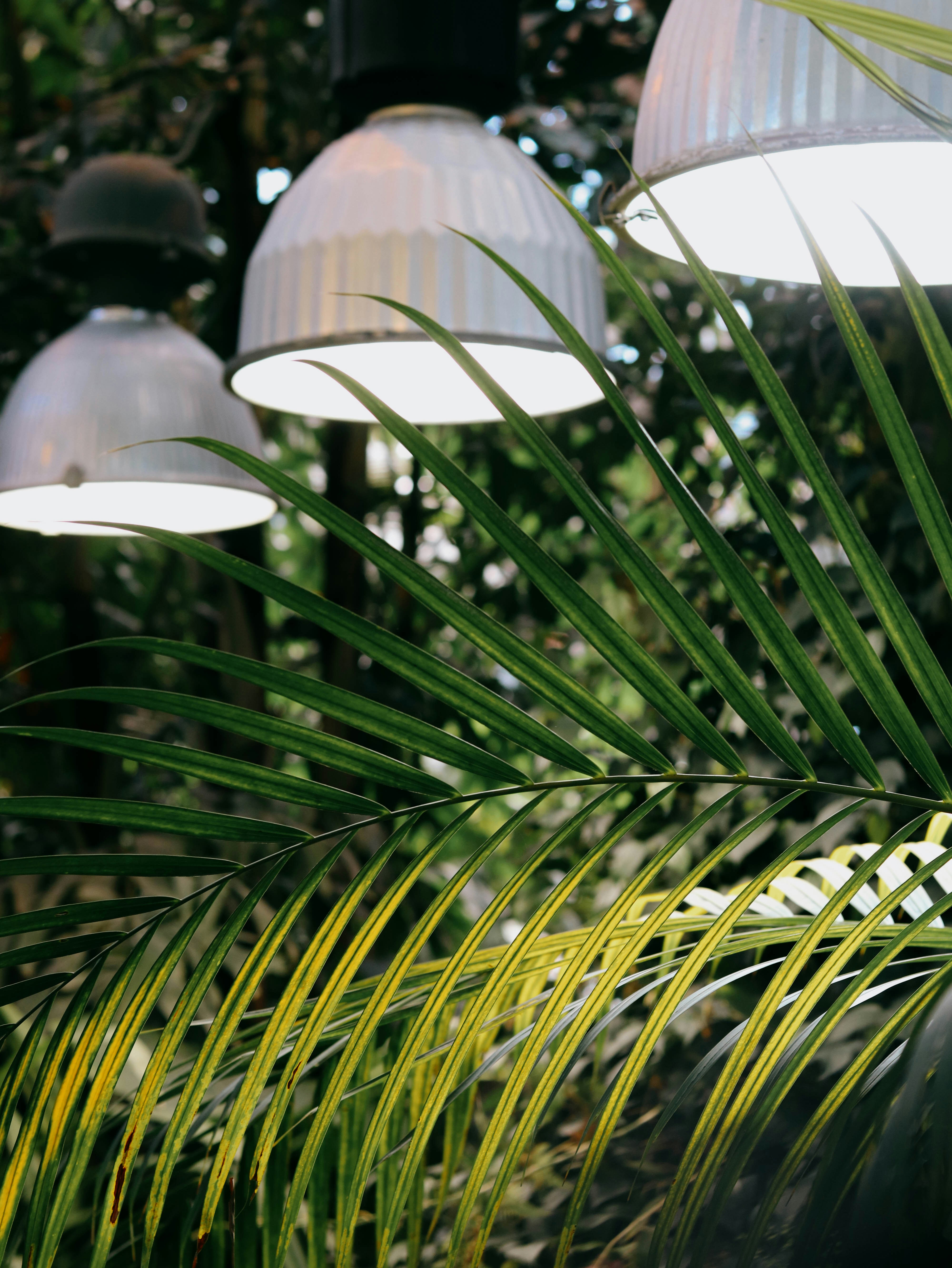 Green Veins and Soft Orbs: Palm Fronds Framing a Lantern Glow