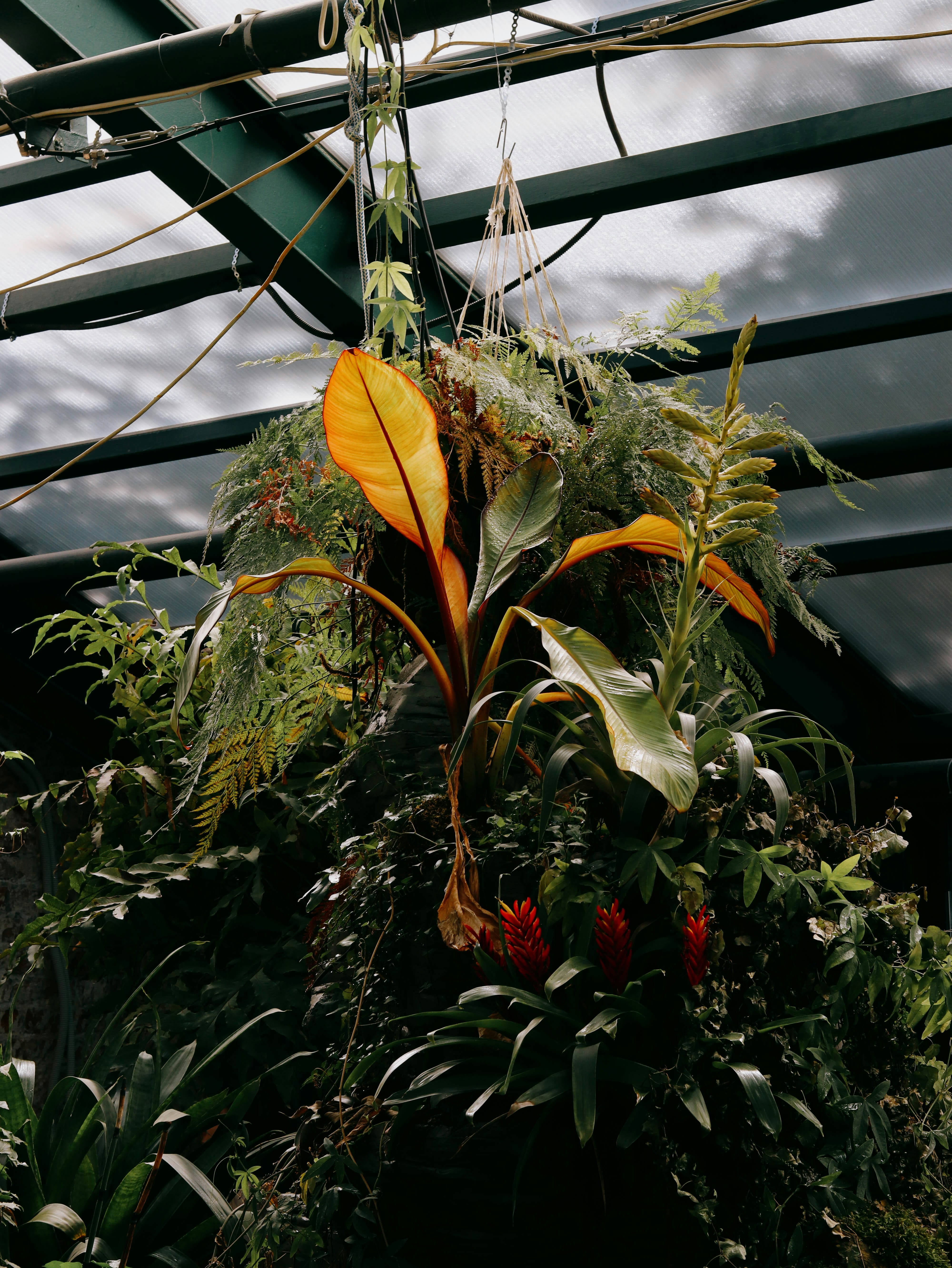 a plant hanging from a ceiling in a greenhouse