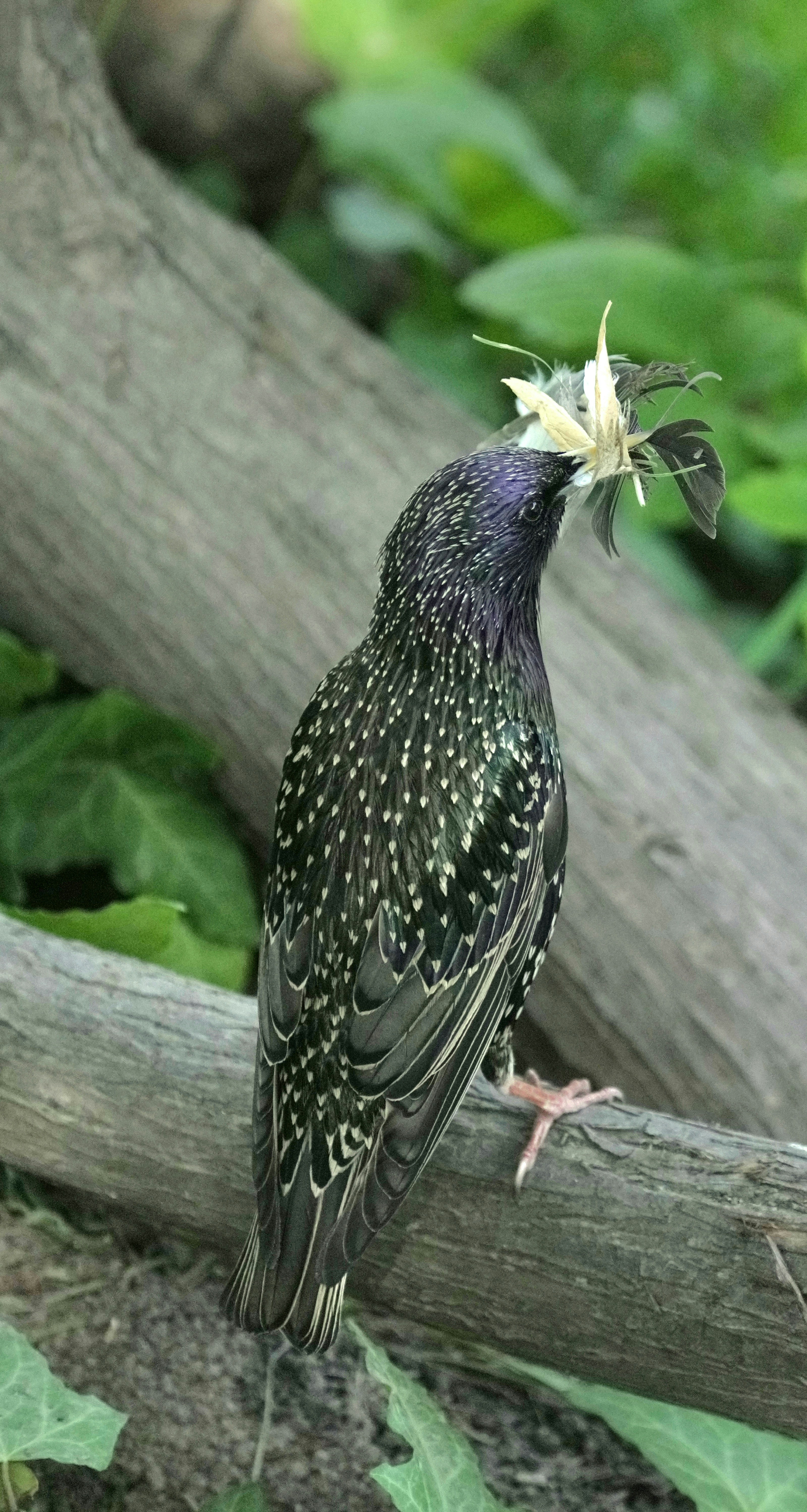 Seed Crown: Iridescent Starling on a Weathered Log