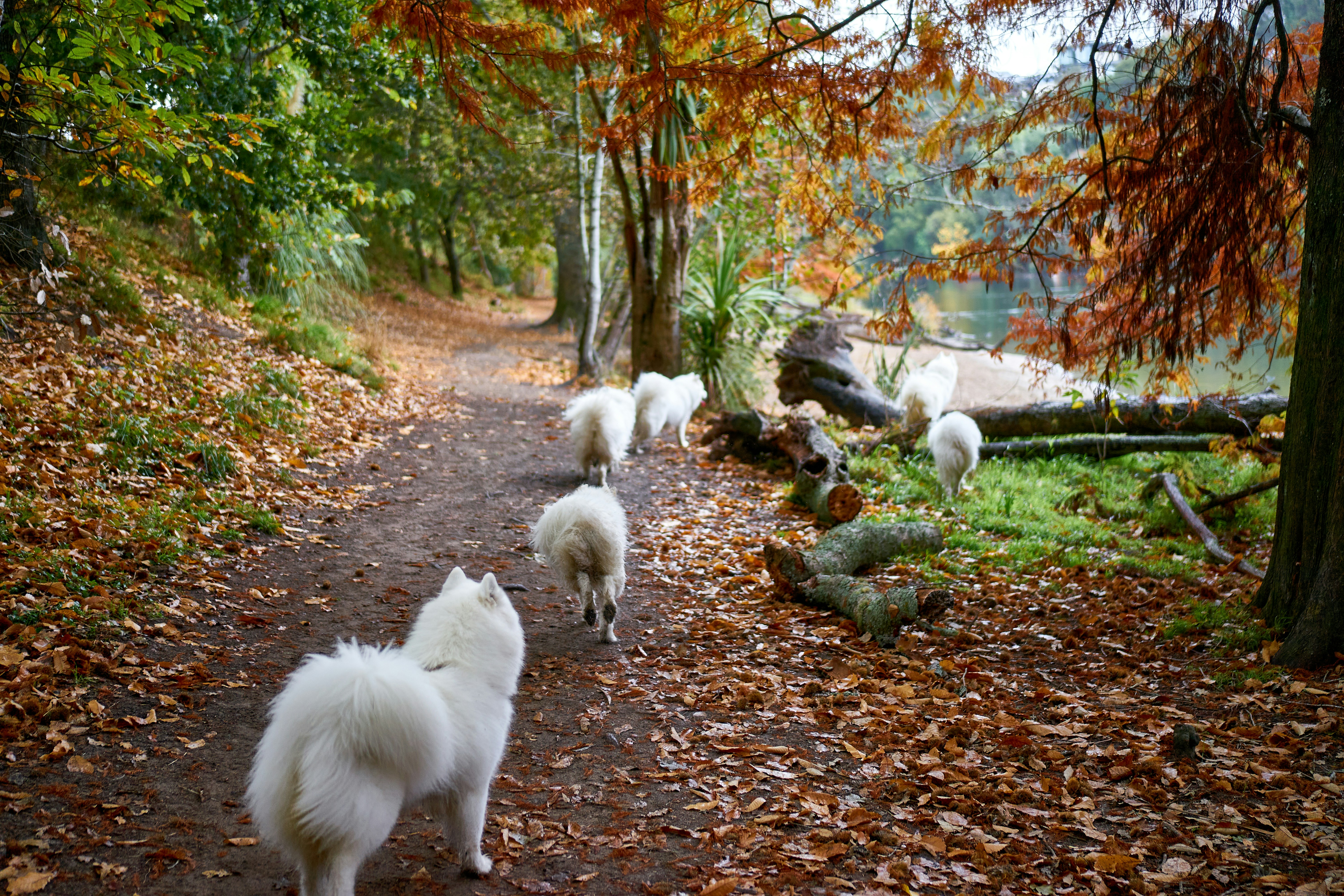 White Pack in Autumn Trail